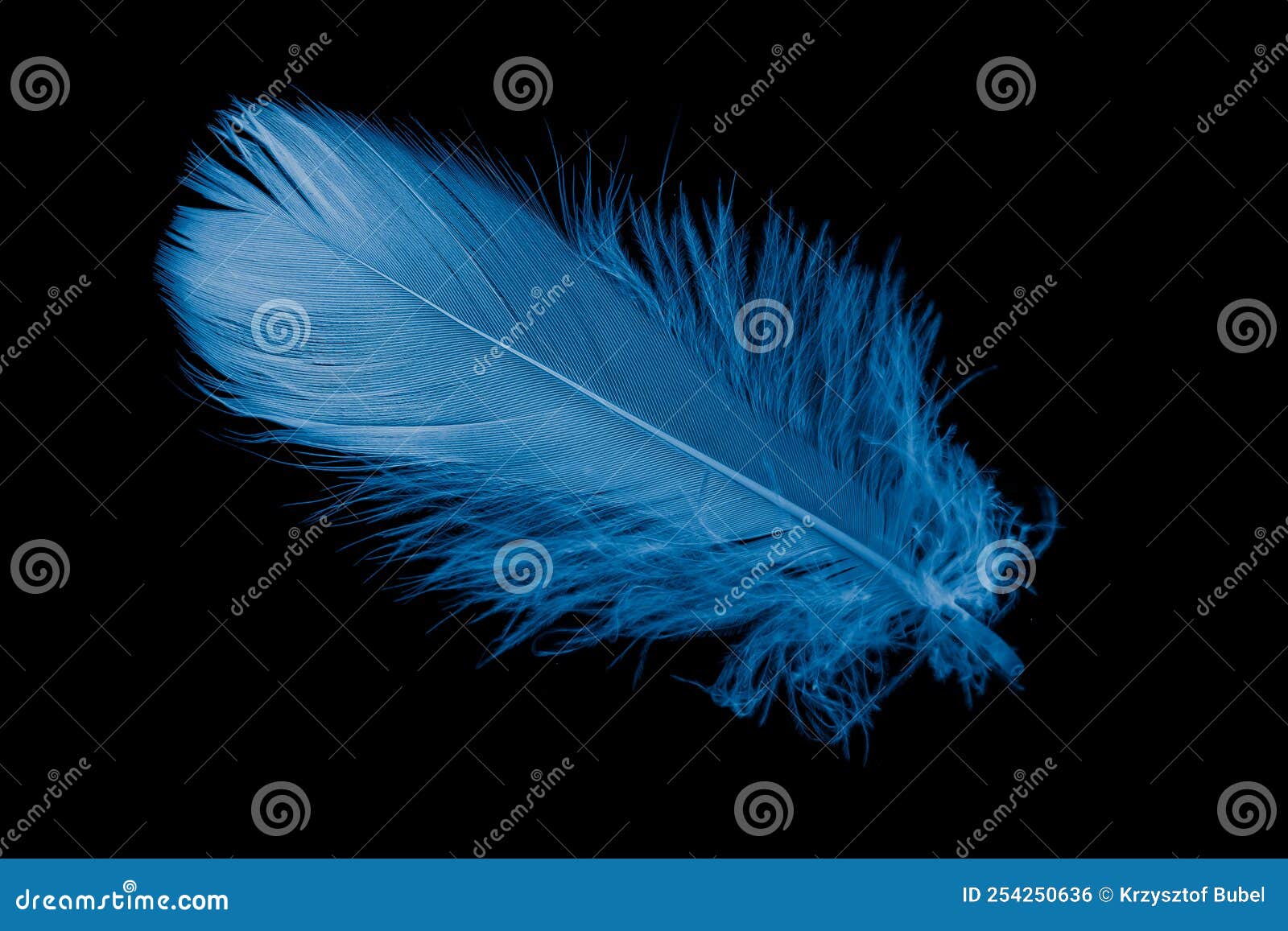 Blue Goose Feather on Black Background Stock Photo - Image of object ...