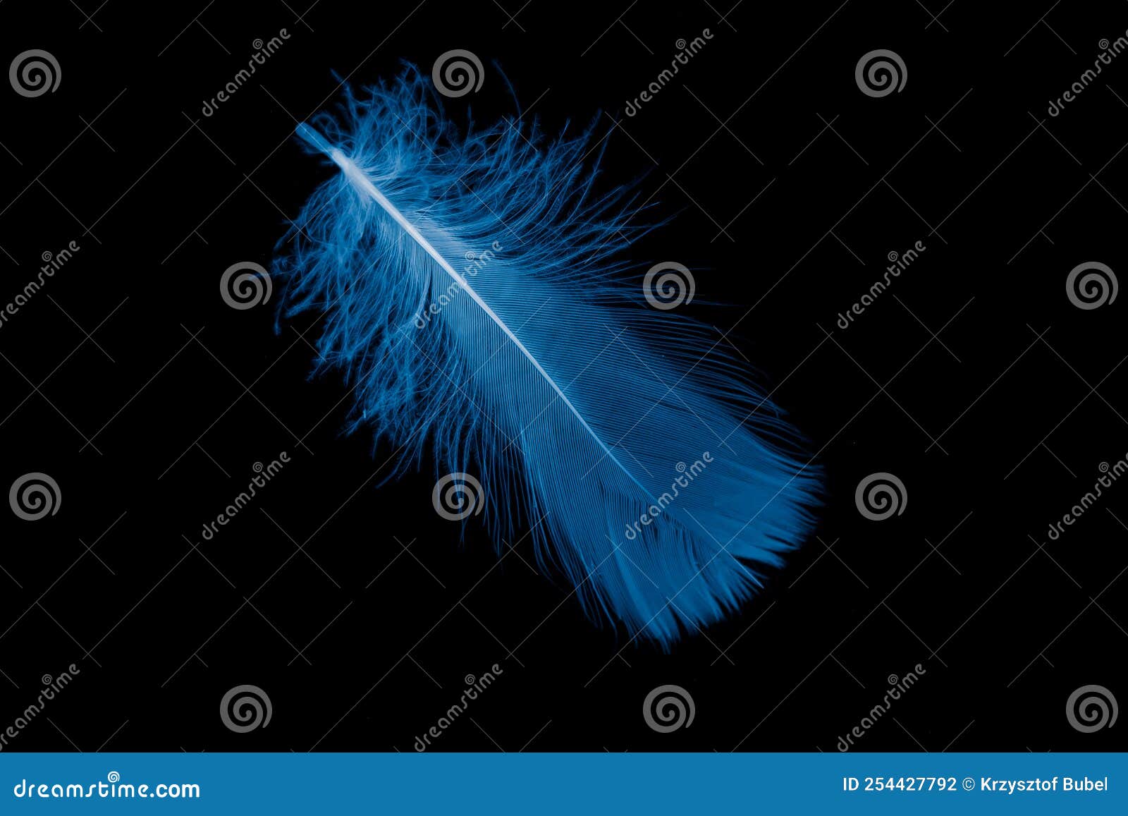Blue Goose Feather on Black Background Stock Photo - Image of fluff ...