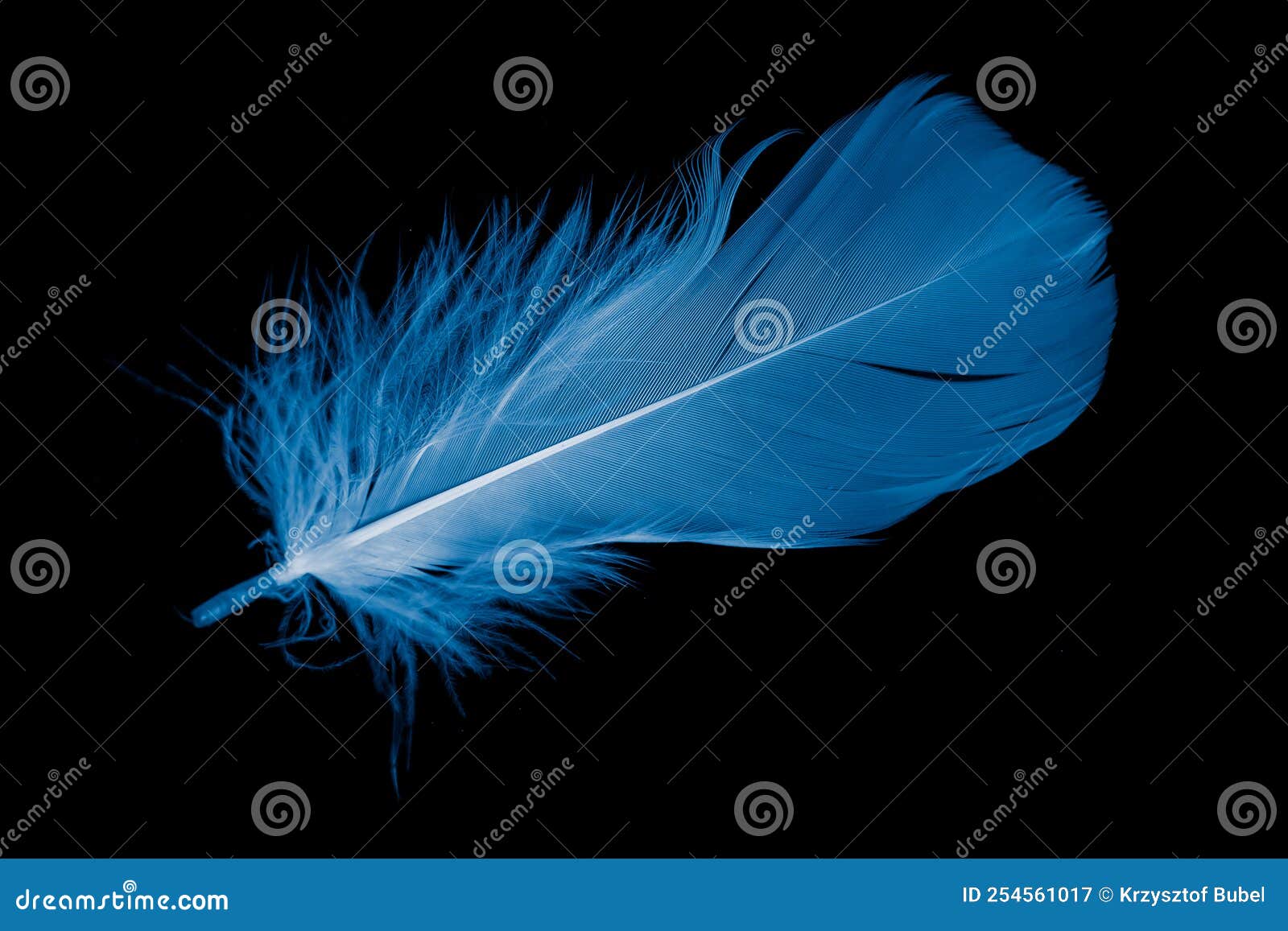 Blue Goose Feather on Black Background Stock Image - Image of soft ...