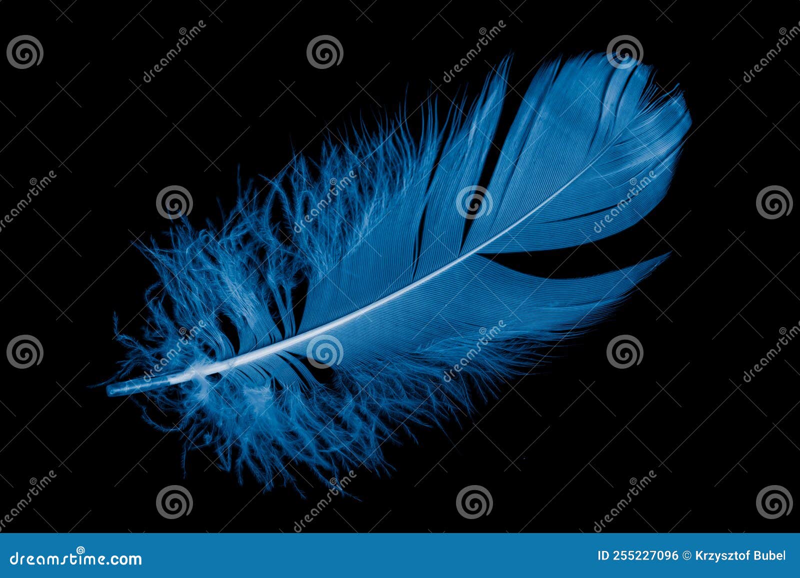Blue Goose Feather on Black Background Stock Photo - Image of texture ...
