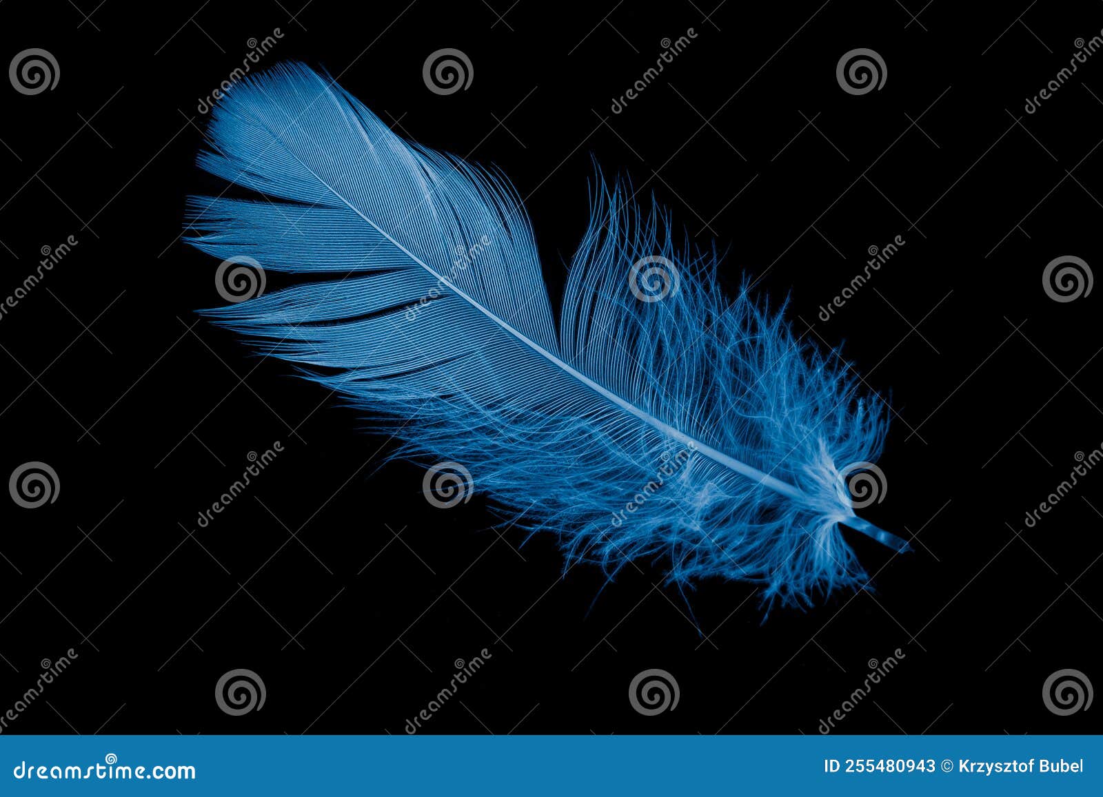 Blue Goose Feather on Black Background Stock Image - Image of fluff ...