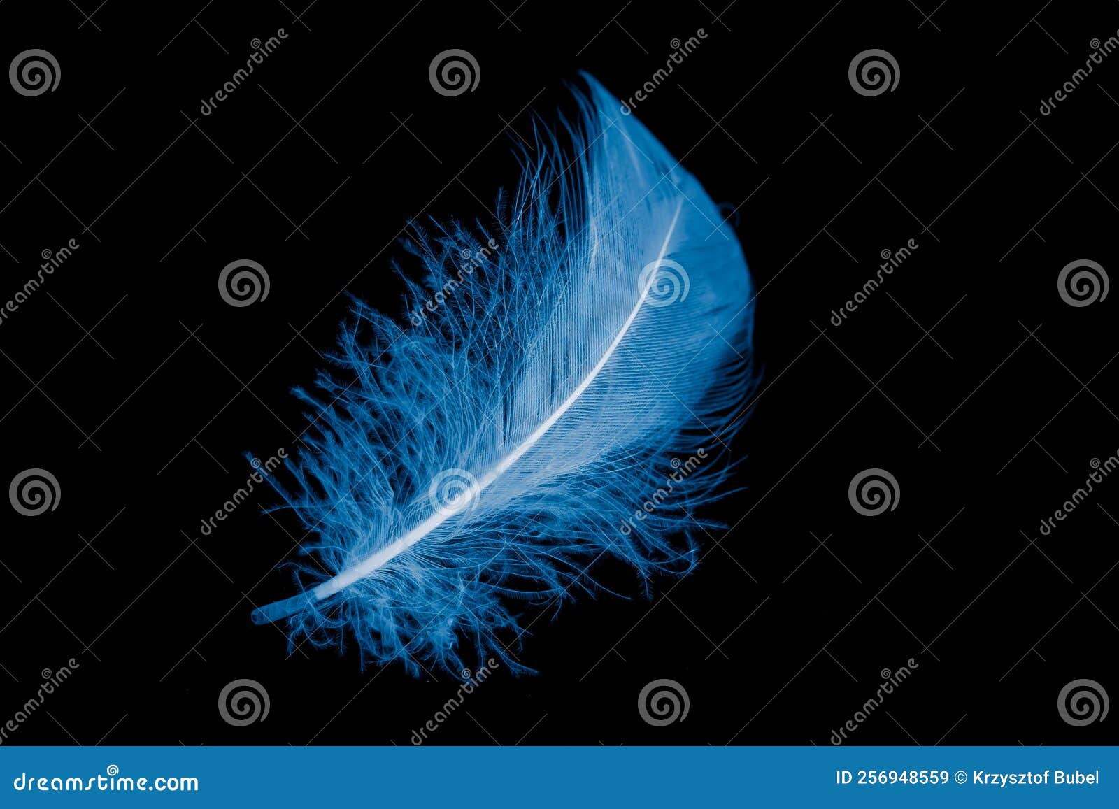 Blue Goose Feather on Black Background Stock Image - Image of ...