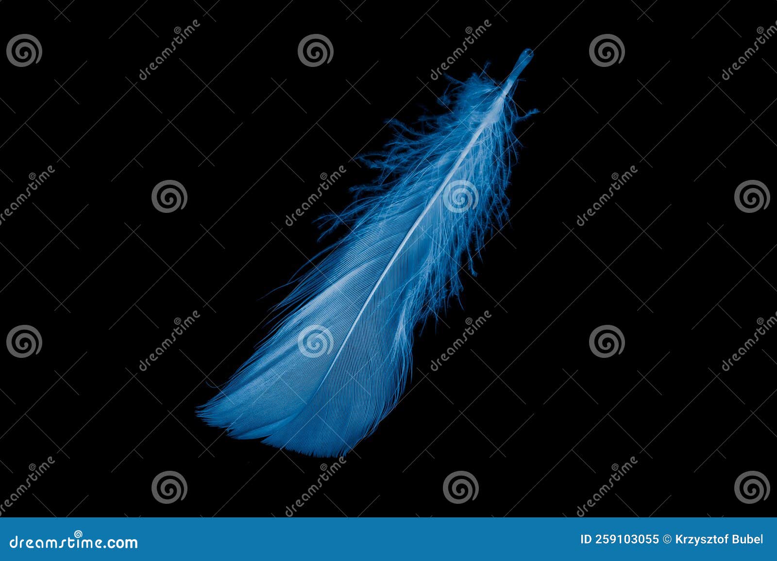 Blue Goose Feather on Black Background Stock Image - Image of beautiful ...