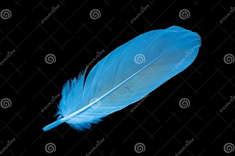 Blue Goose Feather on Black Background Stock Photo - Image of goose ...