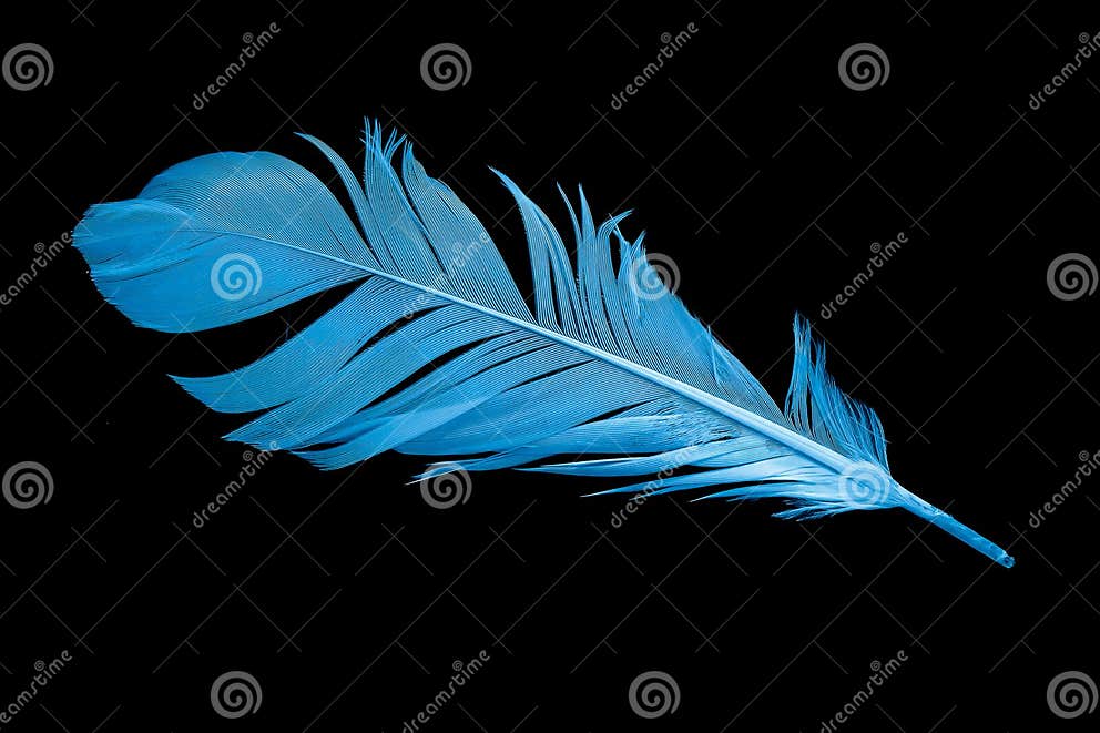 Blue Goose Feather on Black Background Stock Image - Image of macro ...