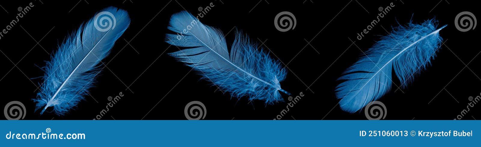 Blue Goose Feather on Black Isolated Background Stock Image - Image of ...
