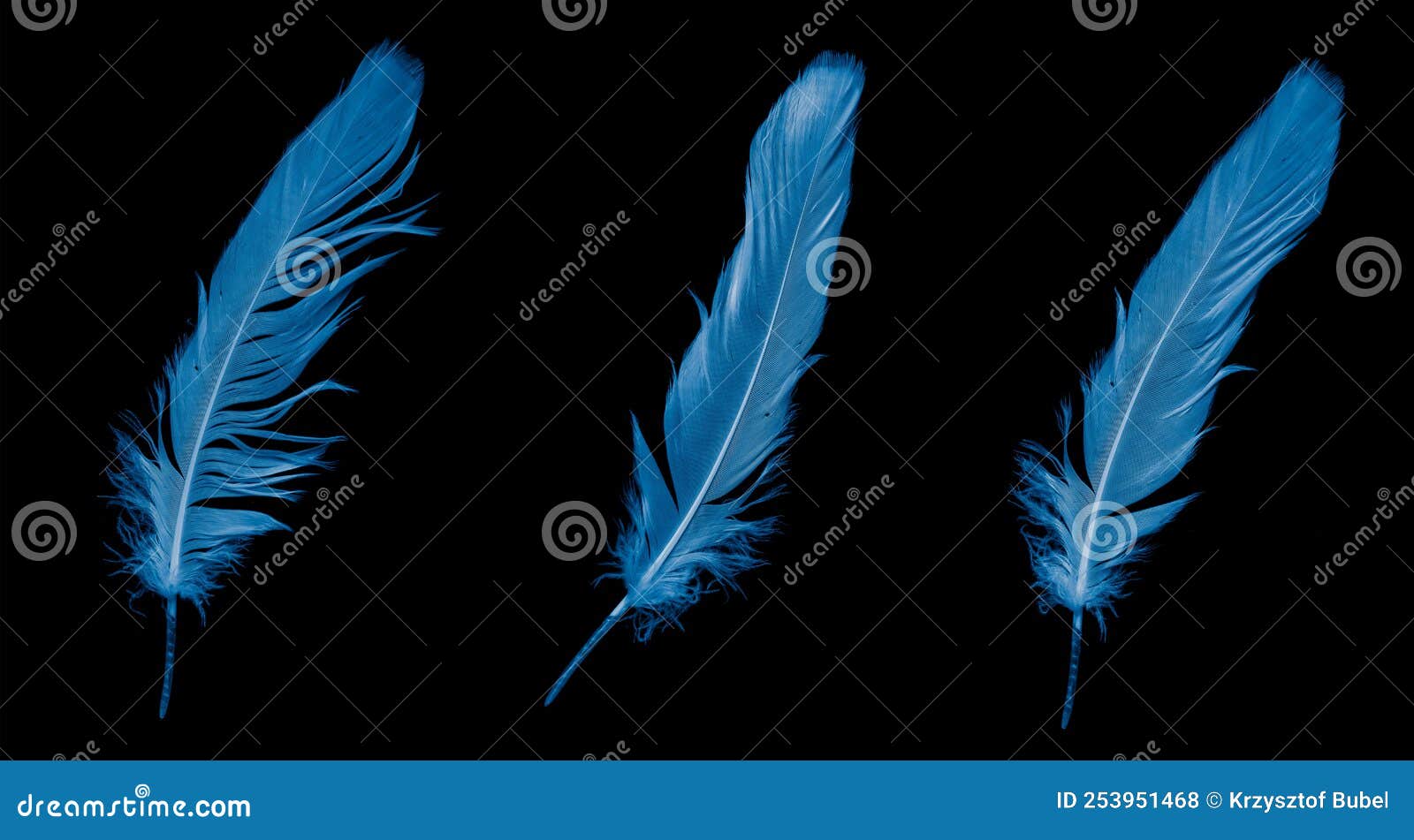 Blue Goose Feather on Black Isolated Background Stock Photo - Image of ...