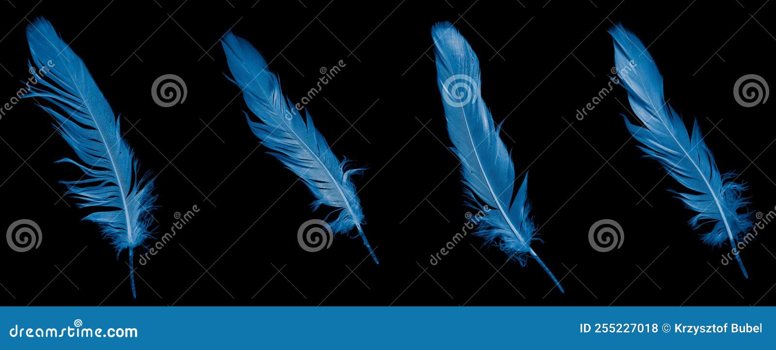 Blue Goose Feather on Black Isolated Background Stock Photo - Image of ...