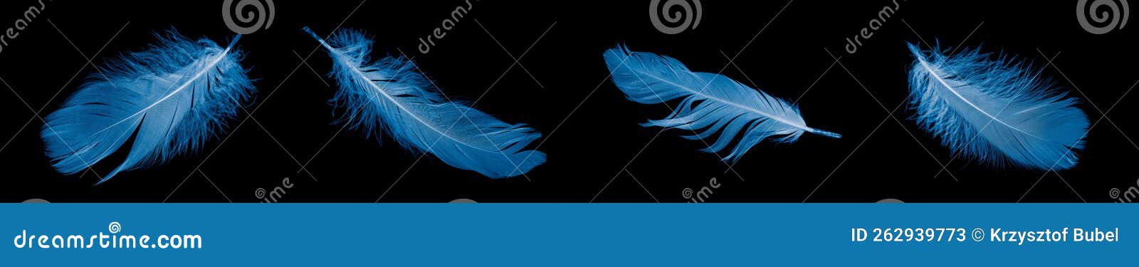 Blue Goose Feather on Black Isolated Background Stock Image - Image of ...