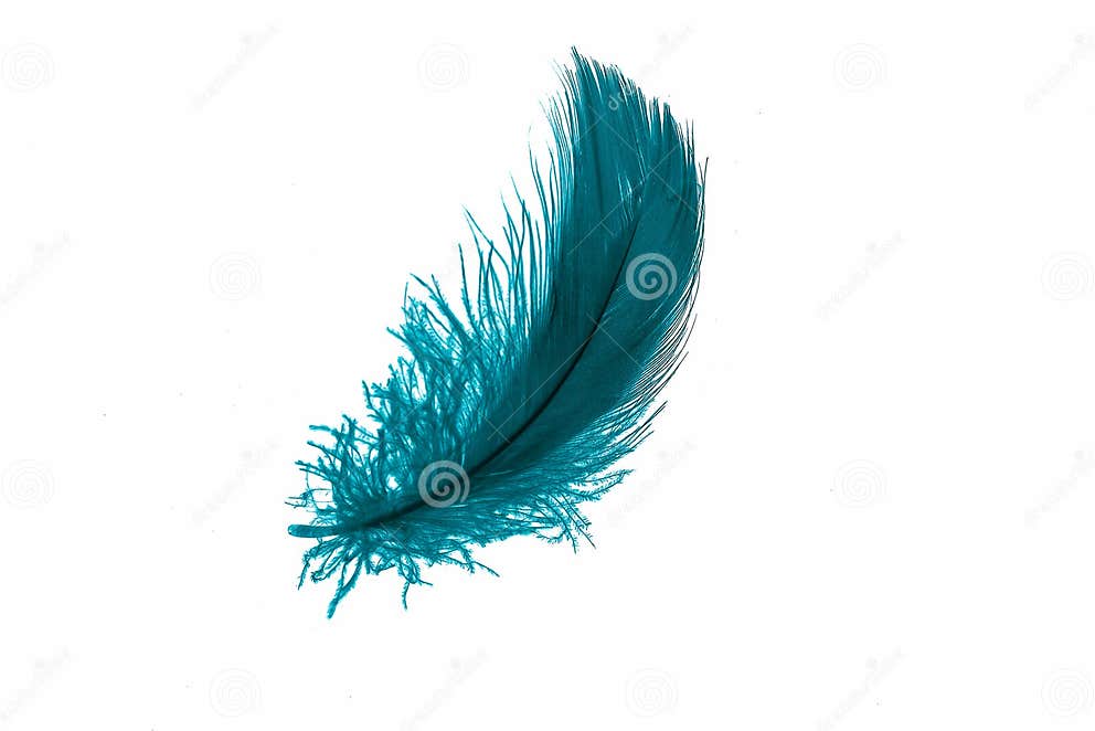 Blue Goose Feather on a White Isolated Background Stock Image - Image ...