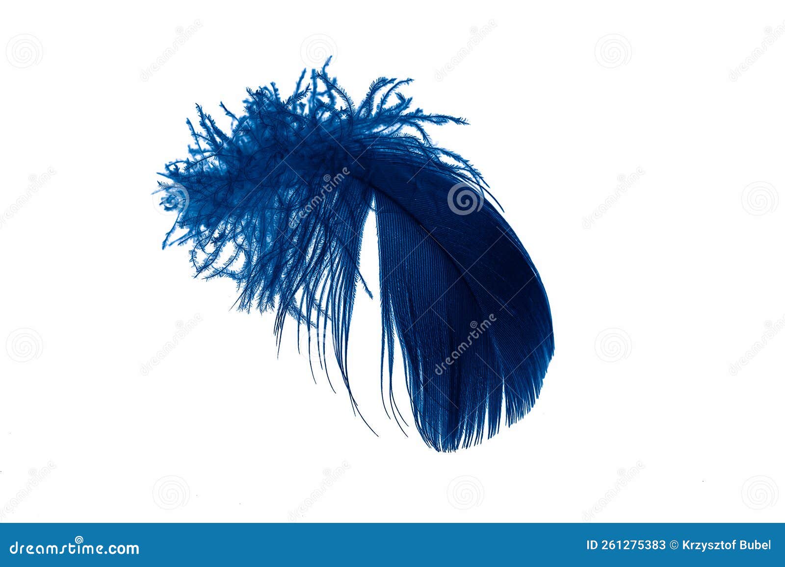 Blue Goose Feather on a White Isolated Background Stock Image - Image ...