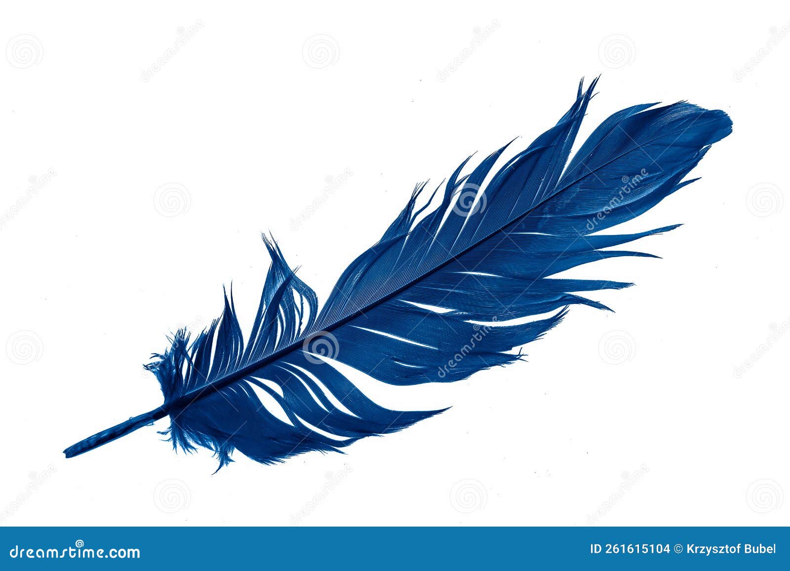 Blue Goose Feather on a White Isolated Background Stock Photo - Image ...