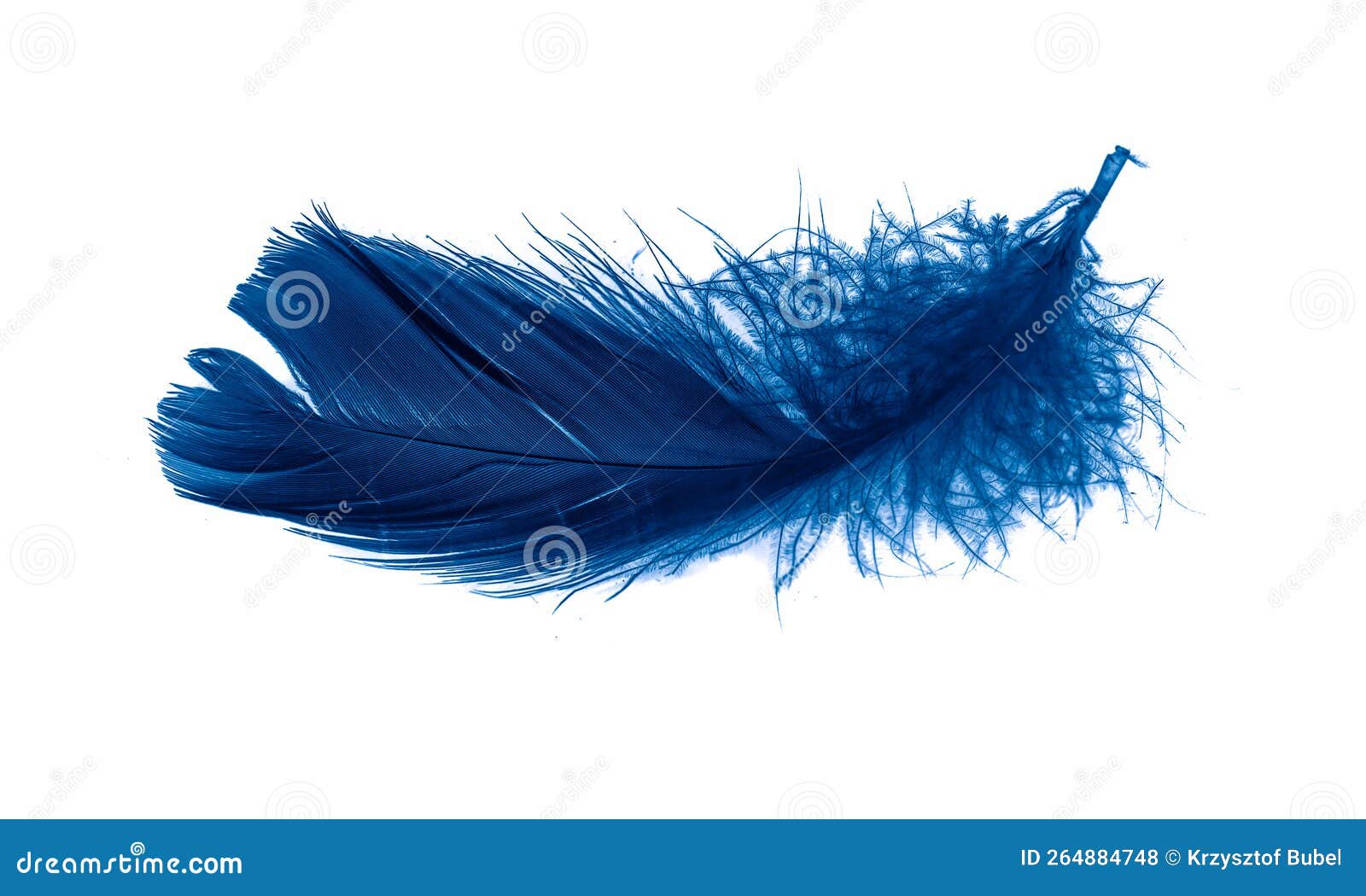 Blue Goose Feather on a White Isolated Background Stock Photo - Image ...