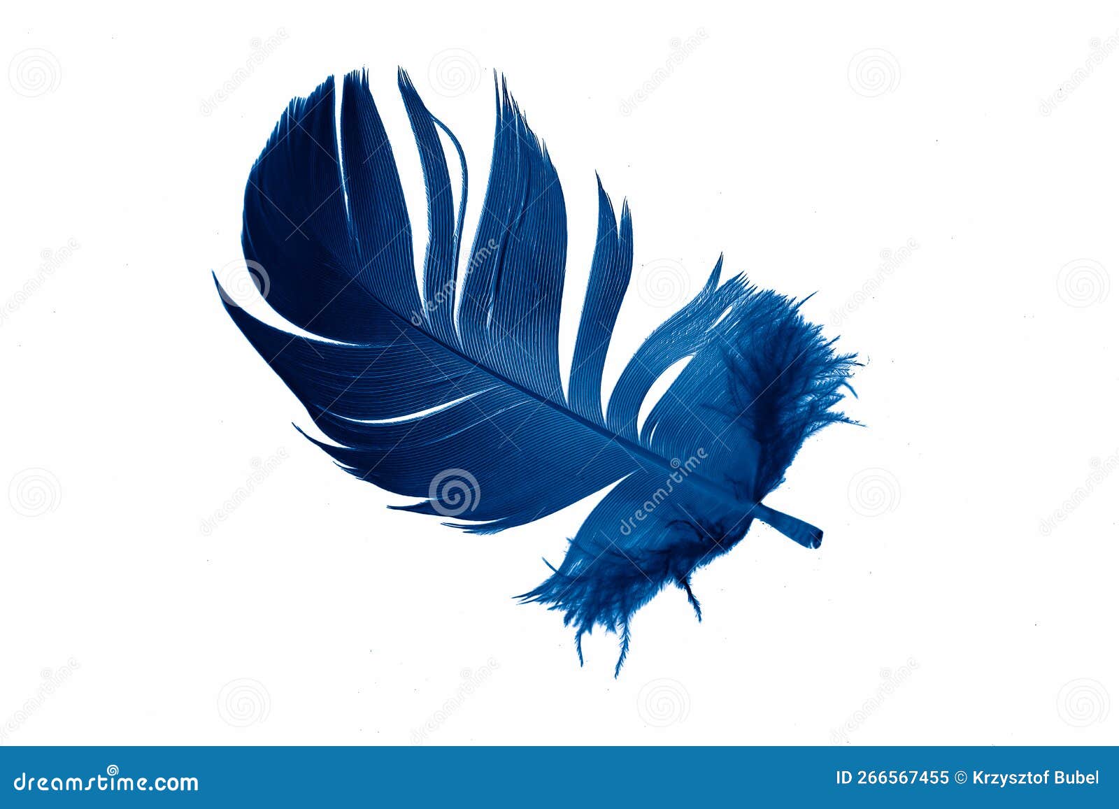Blue Goose Feather on a White Isolated Background Stock Image - Image ...