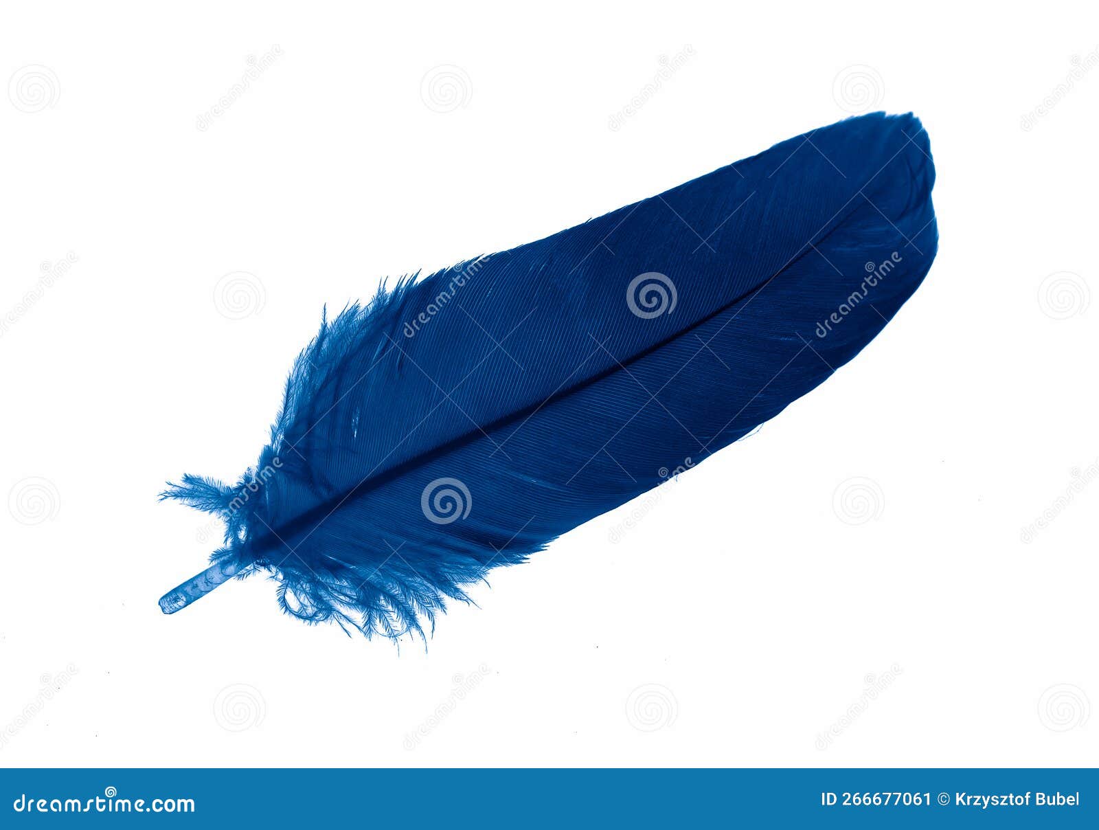 Blue Goose Feather on a White Isolated Background Stock Image - Image ...