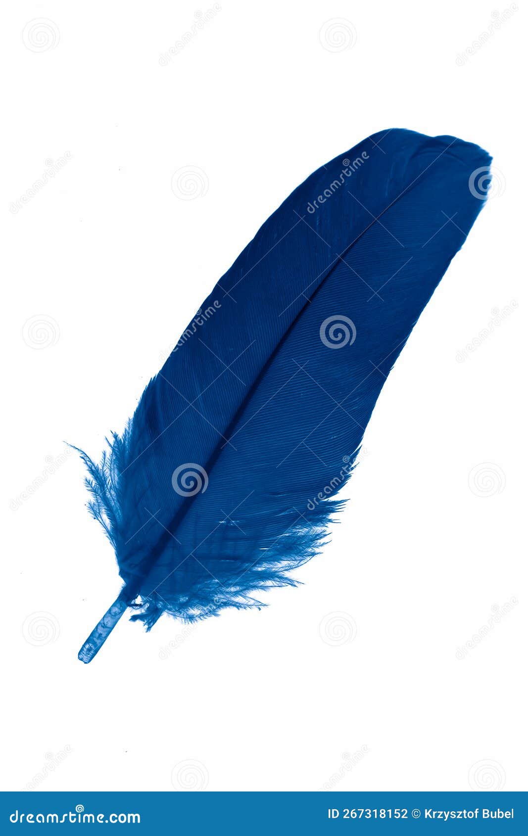 Blue Goose Feather on a White Isolated Background Stock Photo - Image ...