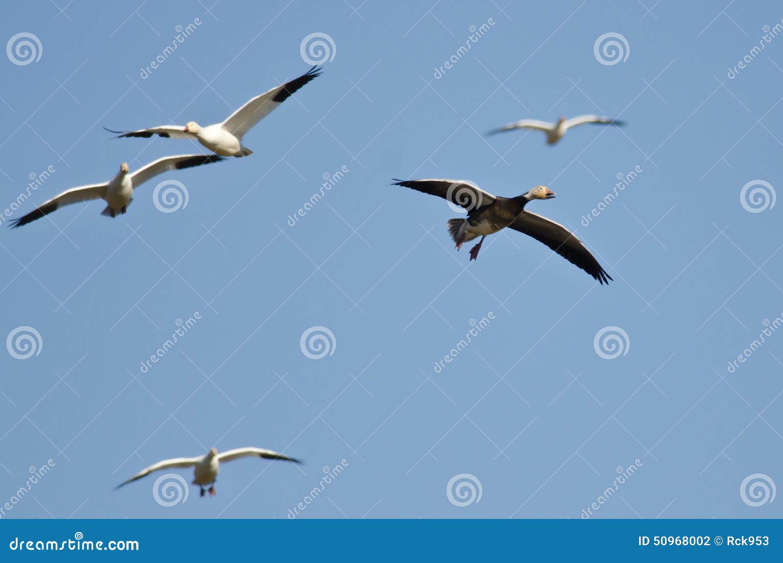 Blue Goose Flying in a Blue Sky Stock Photo - Image of flying, flight ...