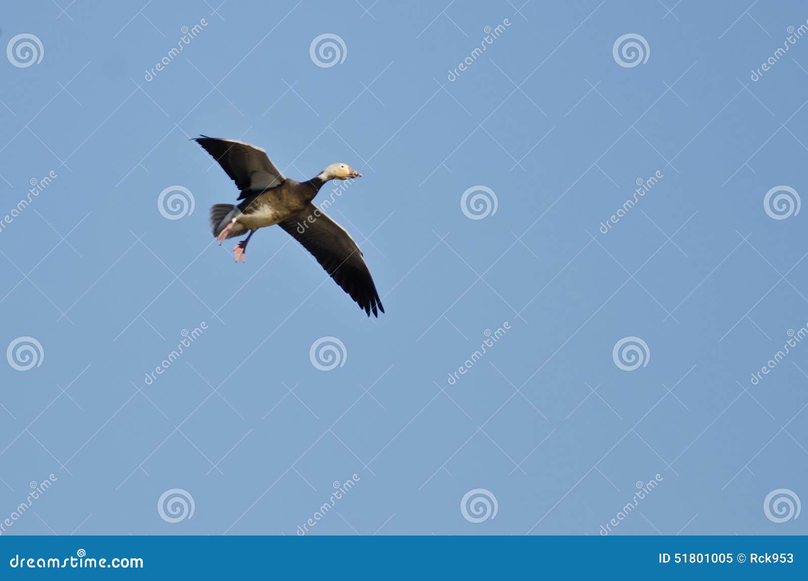 Blue Goose Flying in a Blue Sky Stock Image - Image of goose, america ...