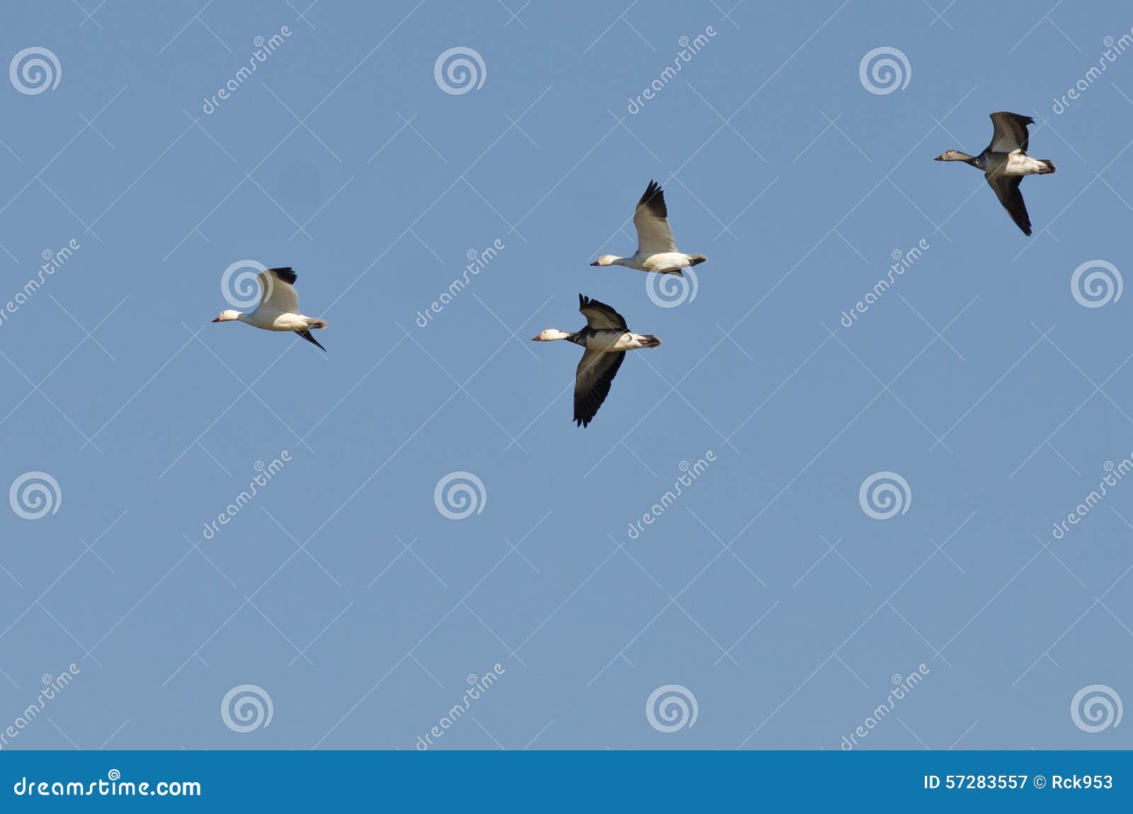 Blue Goose Flying with Snow Geese in a Blue Sky Stock Image - Image of ...