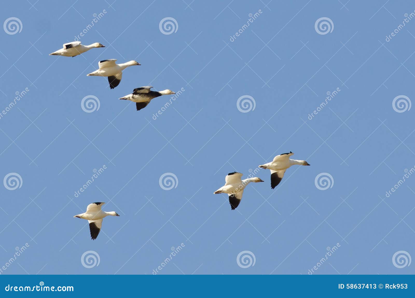Blue Goose Flying with Snow Geese in a Blue Sky Stock Image - Image of ...