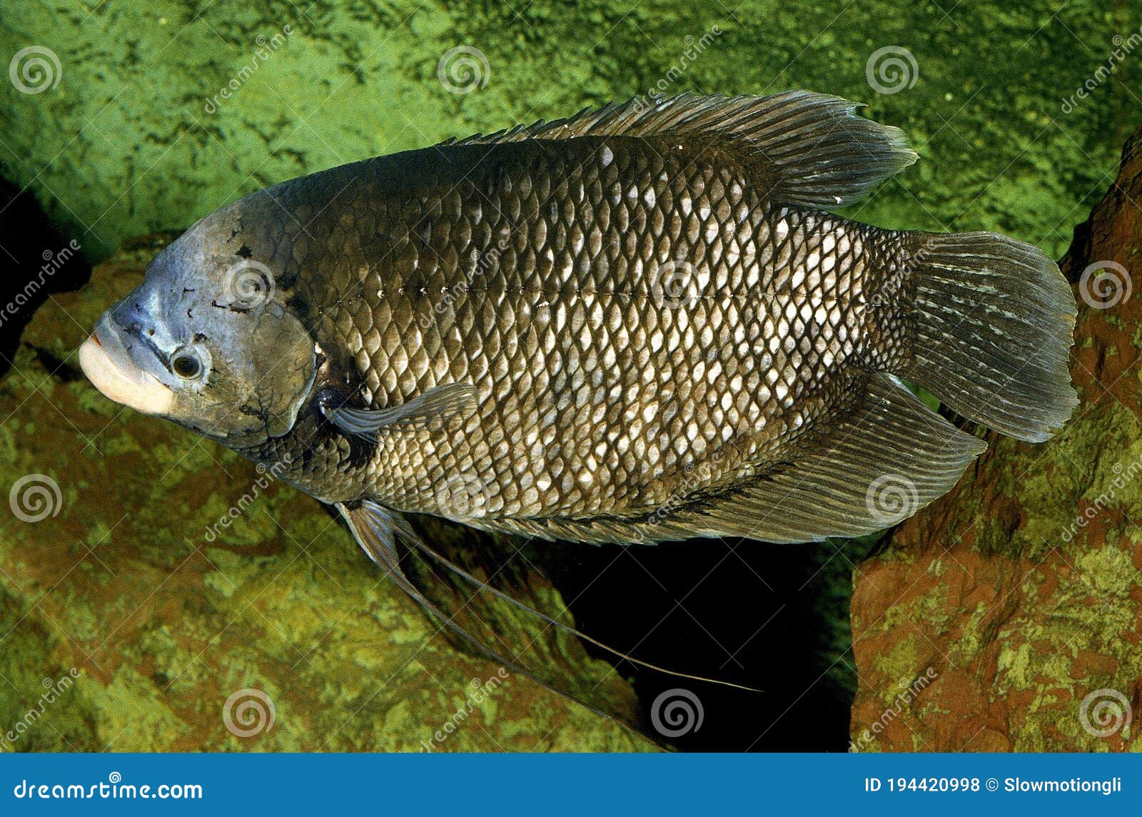 BLUE GOURAMI Trichogaster Trichopterus AGAINST BLACK BACKGROUND Stock ...