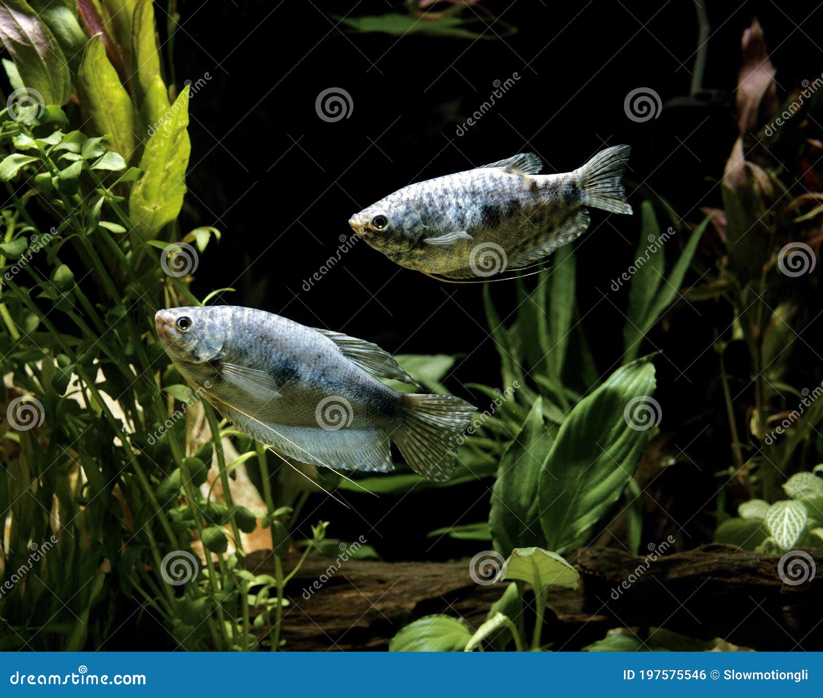 Blue Gourami, Trichogaster Trichopterus Stock Photo - Image of wildlife ...
