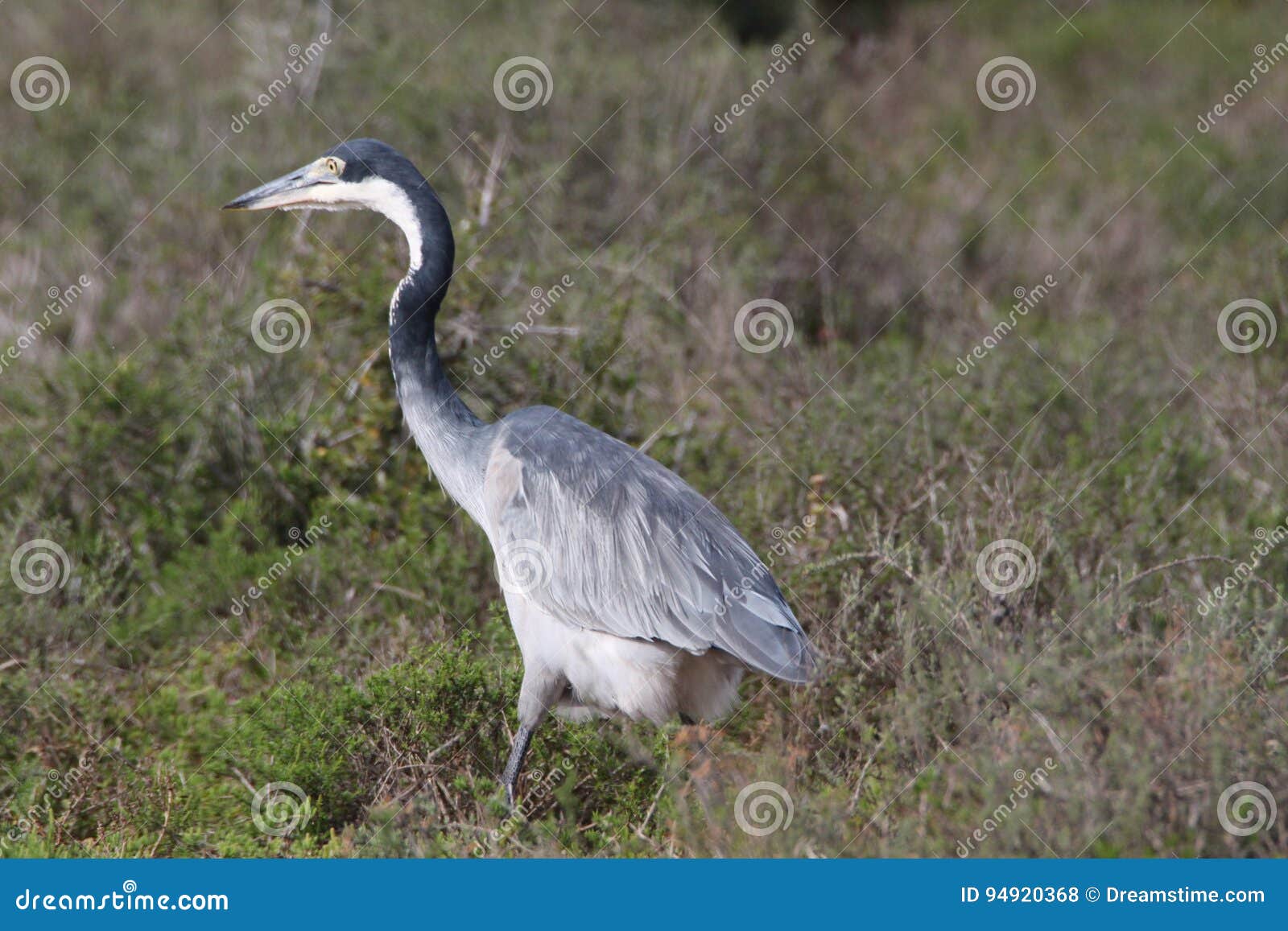 Blue grane bird stock photo. Image of elizabeth, boat - 94920368