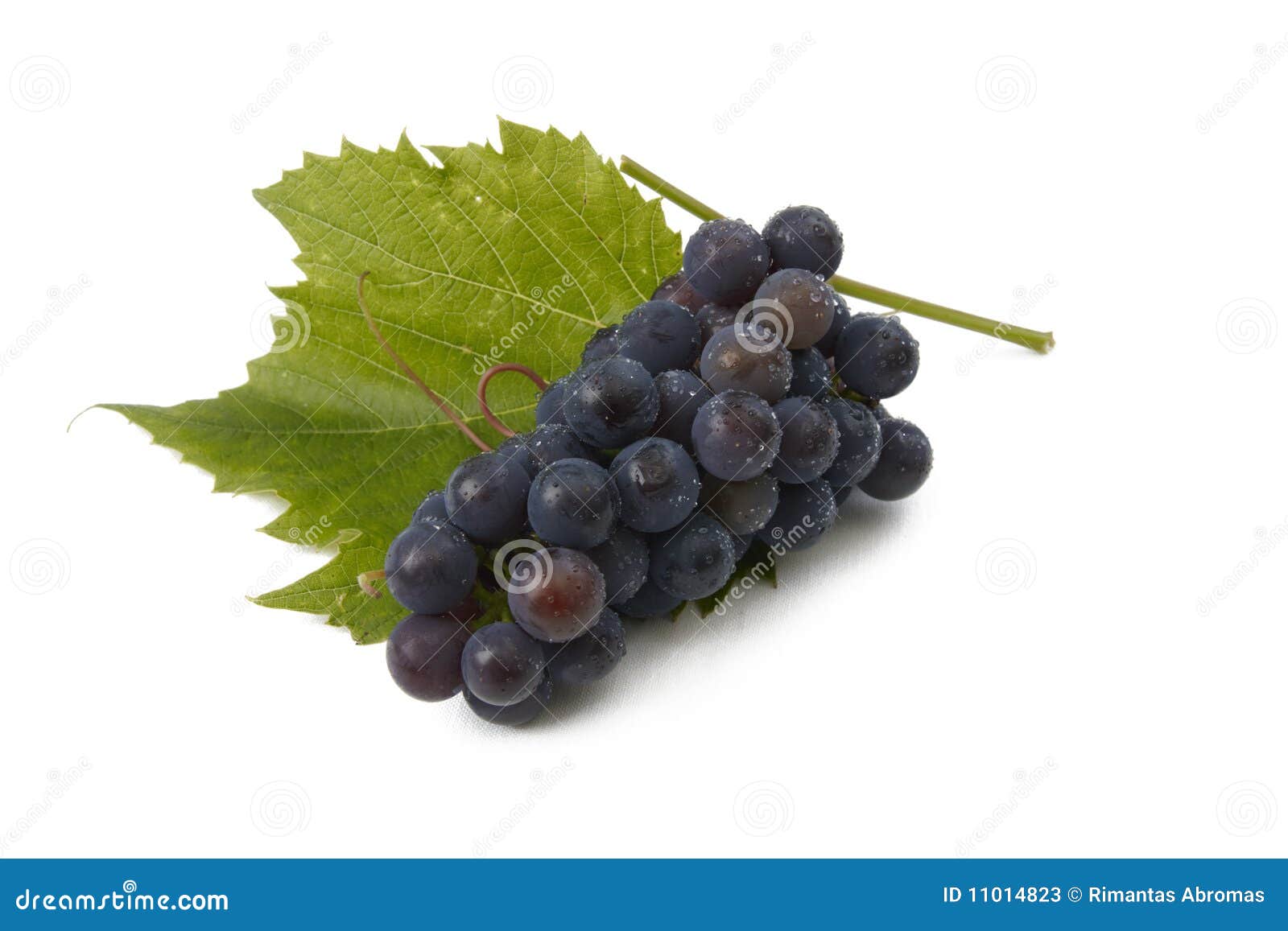 Blue grape stock image. Image of crop, food, leaf, botany - 11014823