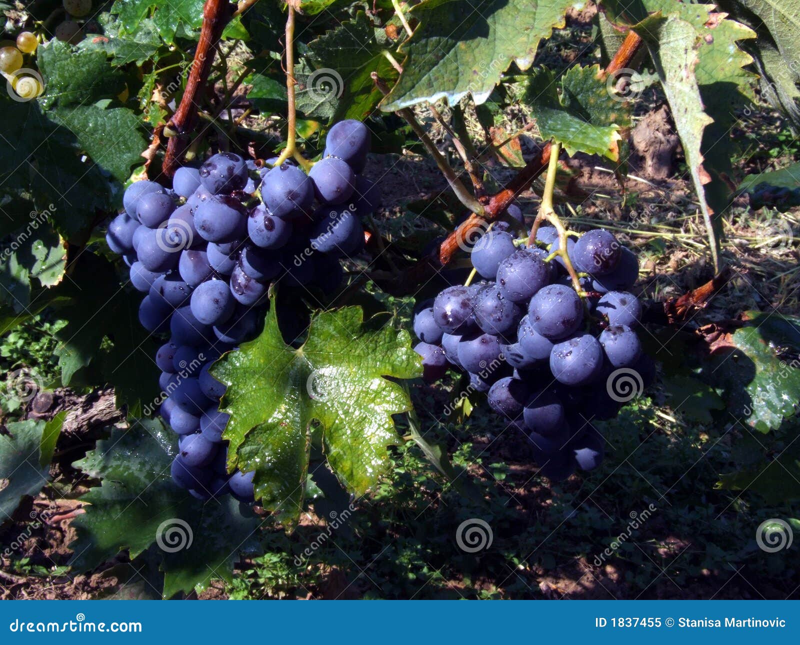 Blue grape stock image. Image of healthy, health, drink - 1837455