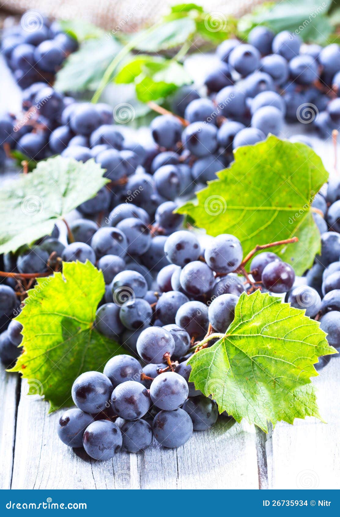 Blue grape stock photo. Image of liquid, fruit, bunch - 26735934
