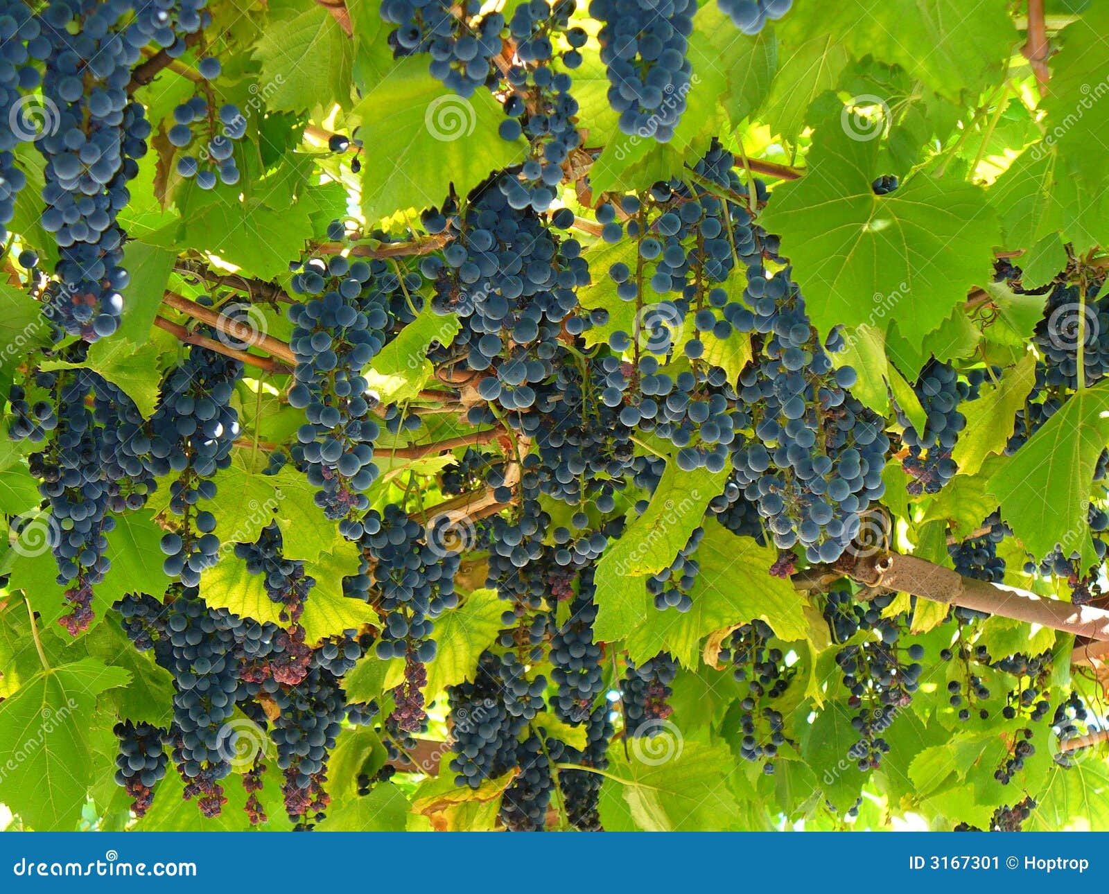 Blue grape stock image. Image of springtime, green, macro - 3167301