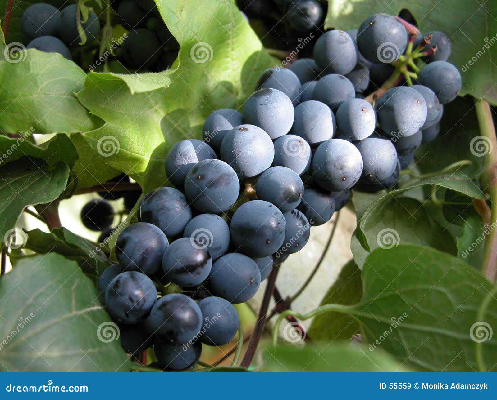 Blue grape stock image. Image of group, blue, bunch, food - 55559