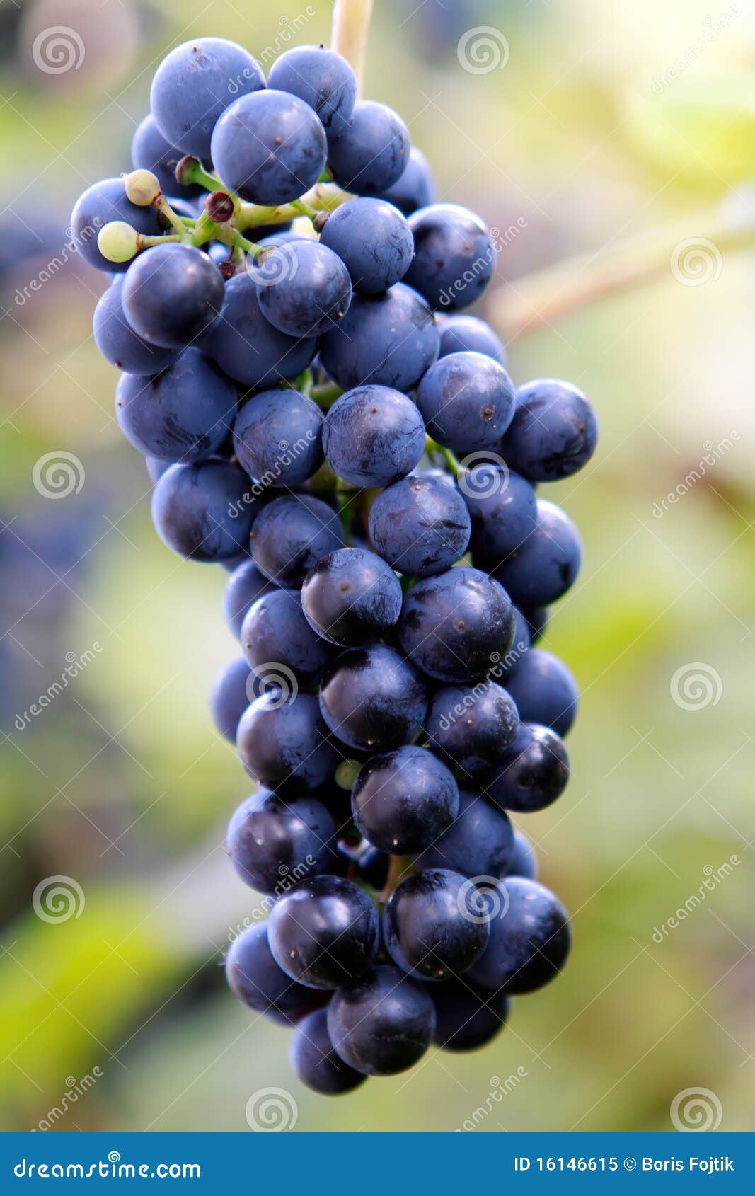 Blue Grape Cluster stock image. Image of farming, autumn - 16146615