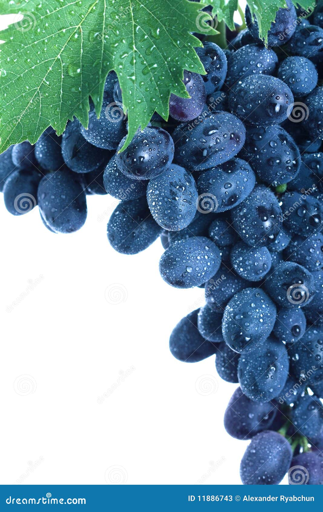 Blue Grape Cluster with Leaves Stock Image - Image of fresh, grape ...
