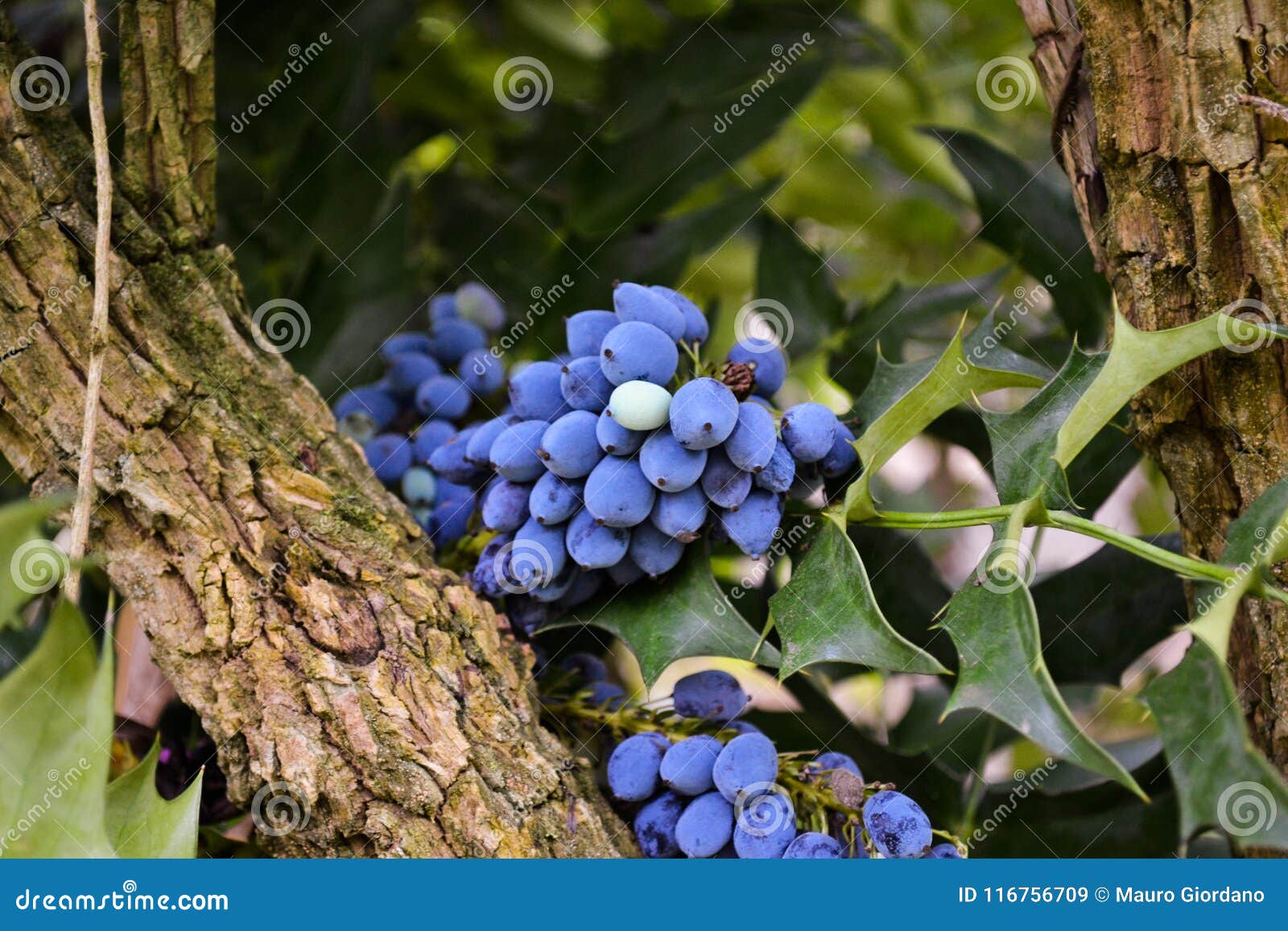 Blue Grape Fruit on the Tree Stock Image - Image of nature, color ...