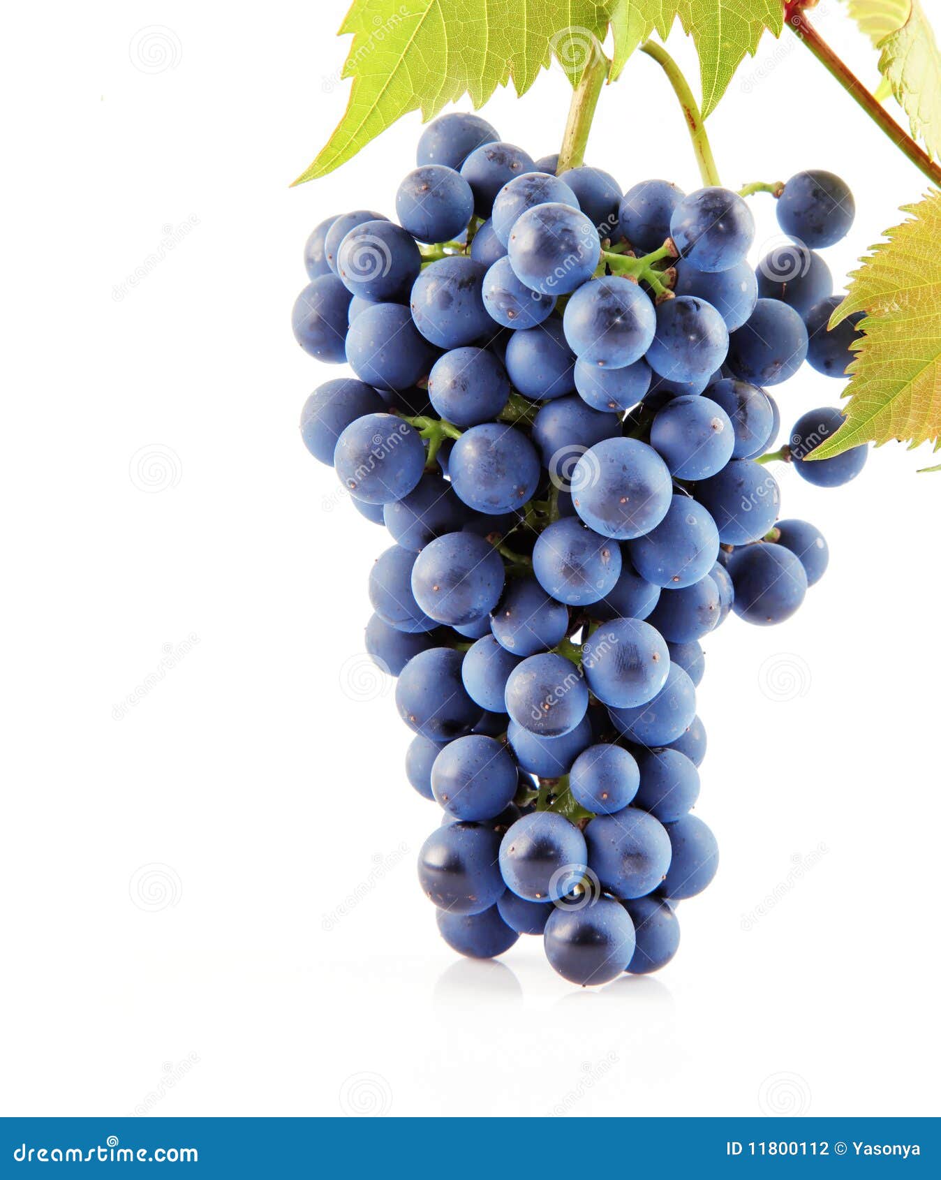 Blue Grape Fruits with Leaves Isolated on White Stock Photo - Image of ...