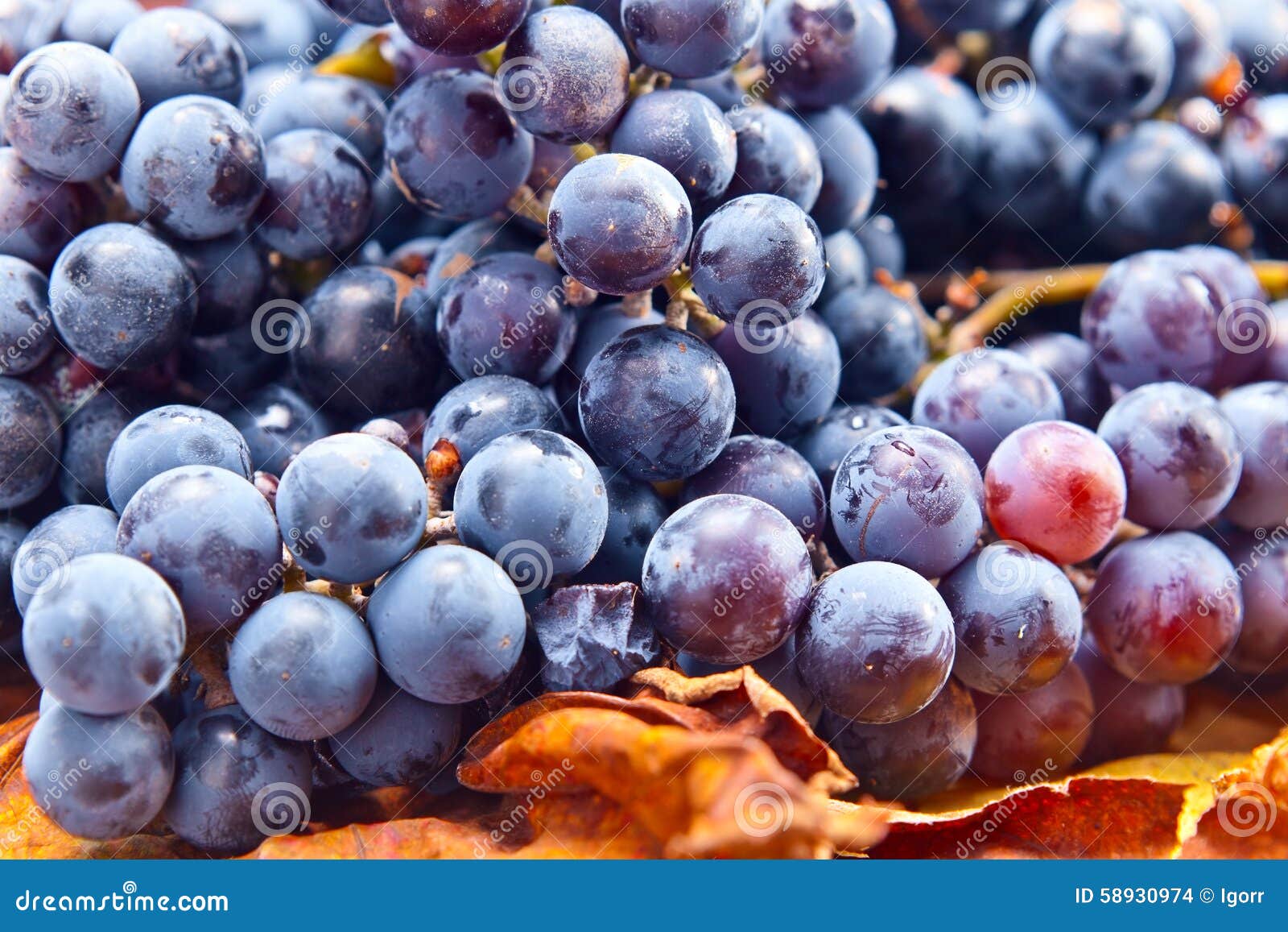 Blue grape stock photo. Image of color, blue, berry, harvesting - 58930974