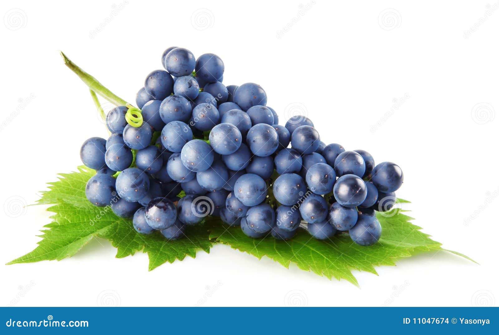 Blue Grape with Green Leaves Isolated Fruit Stock Photo - Image of blue ...