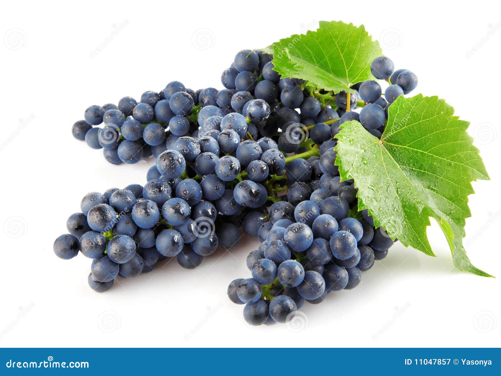 Blue Grape with Green Leaves Isolated Fruit Stock Image - Image of ...