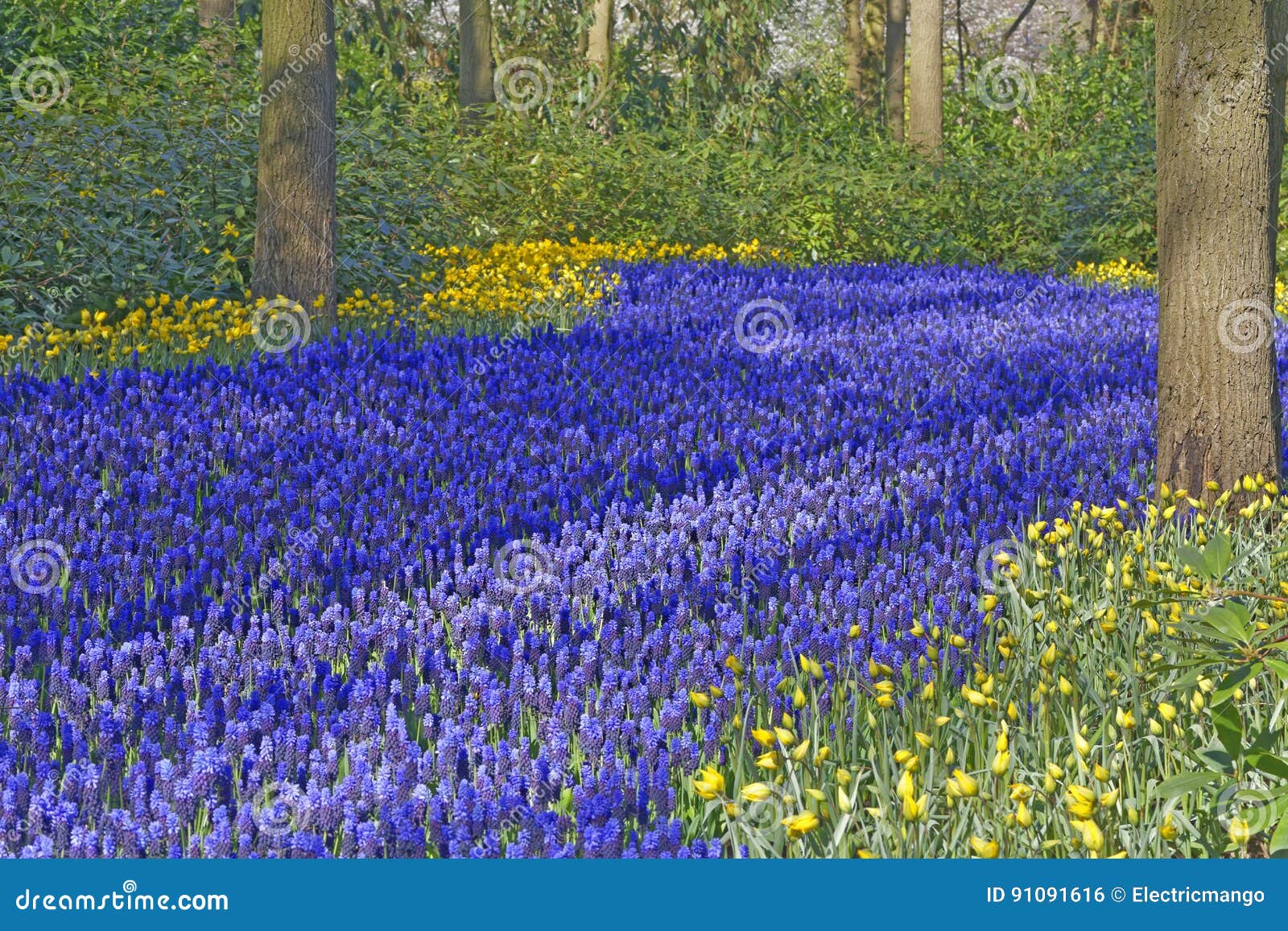 Blue Grape Hyacinth Field with Yellow Lent Lilies Stock Photo - Image ...