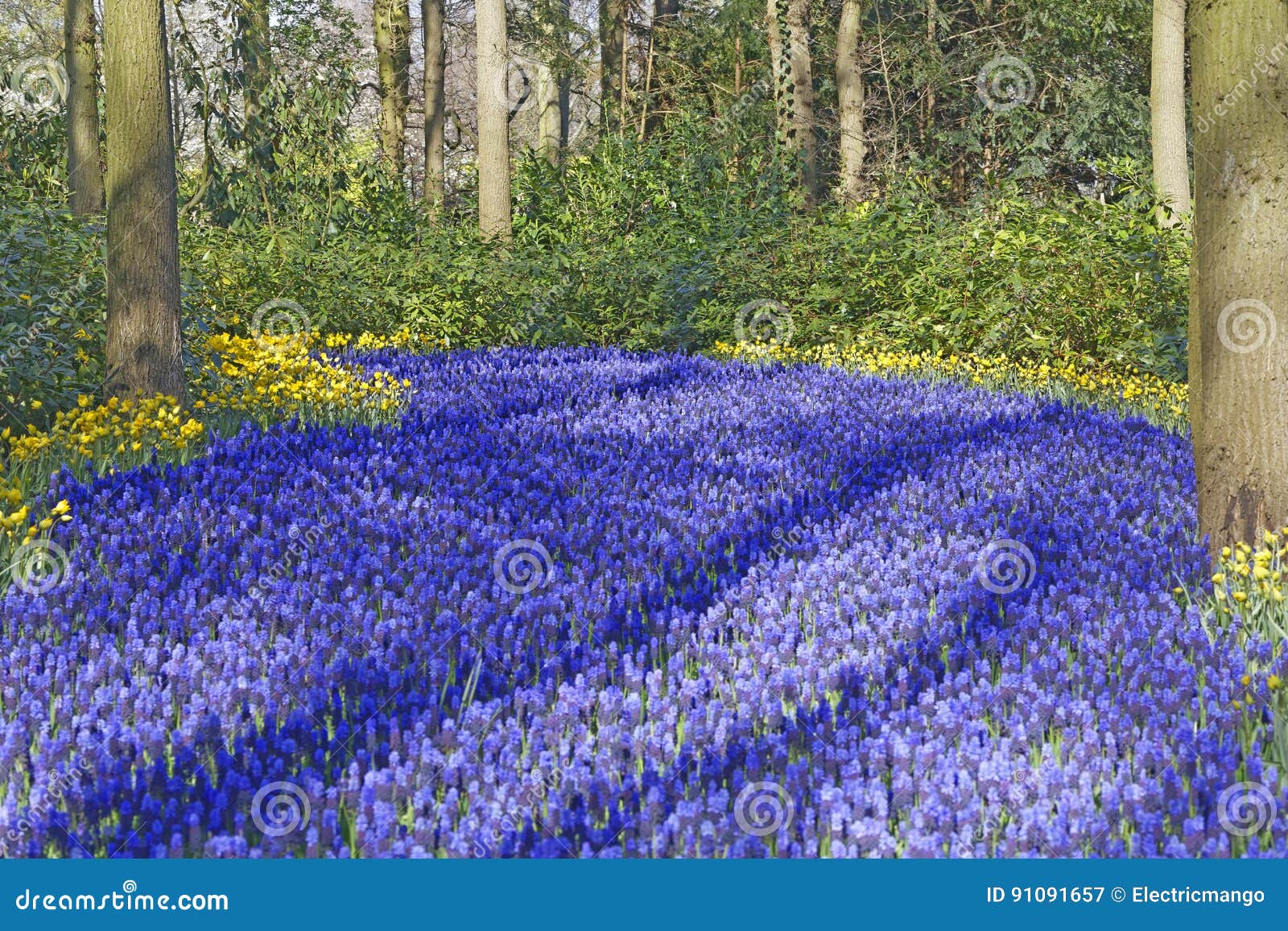 Blue Grape Hyacinth Field with Yellow Lent Lilies Stock Image - Image ...