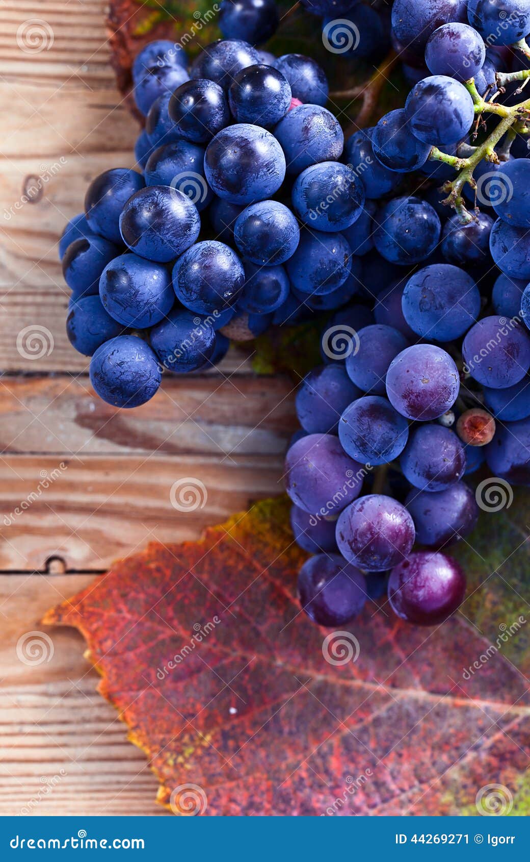 Blue grape stock image. Image of season, leaf, closeup - 44269271