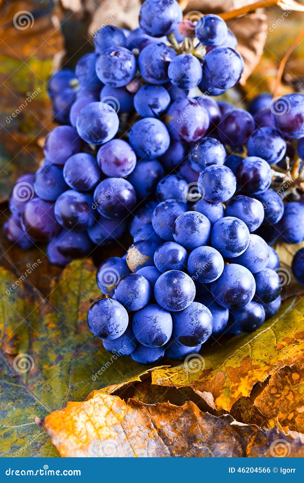 Blue grape stock photo. Image of sweet, eating, nature - 46204566