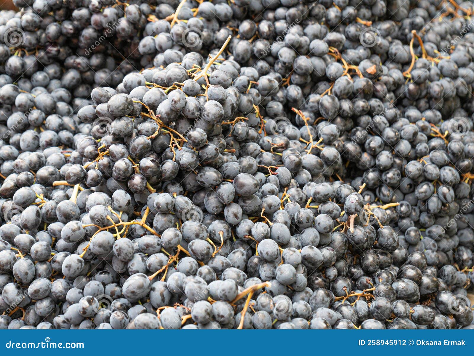 Blue Grape Texture Background, Grapes Pattern with Copy Space Stock ...