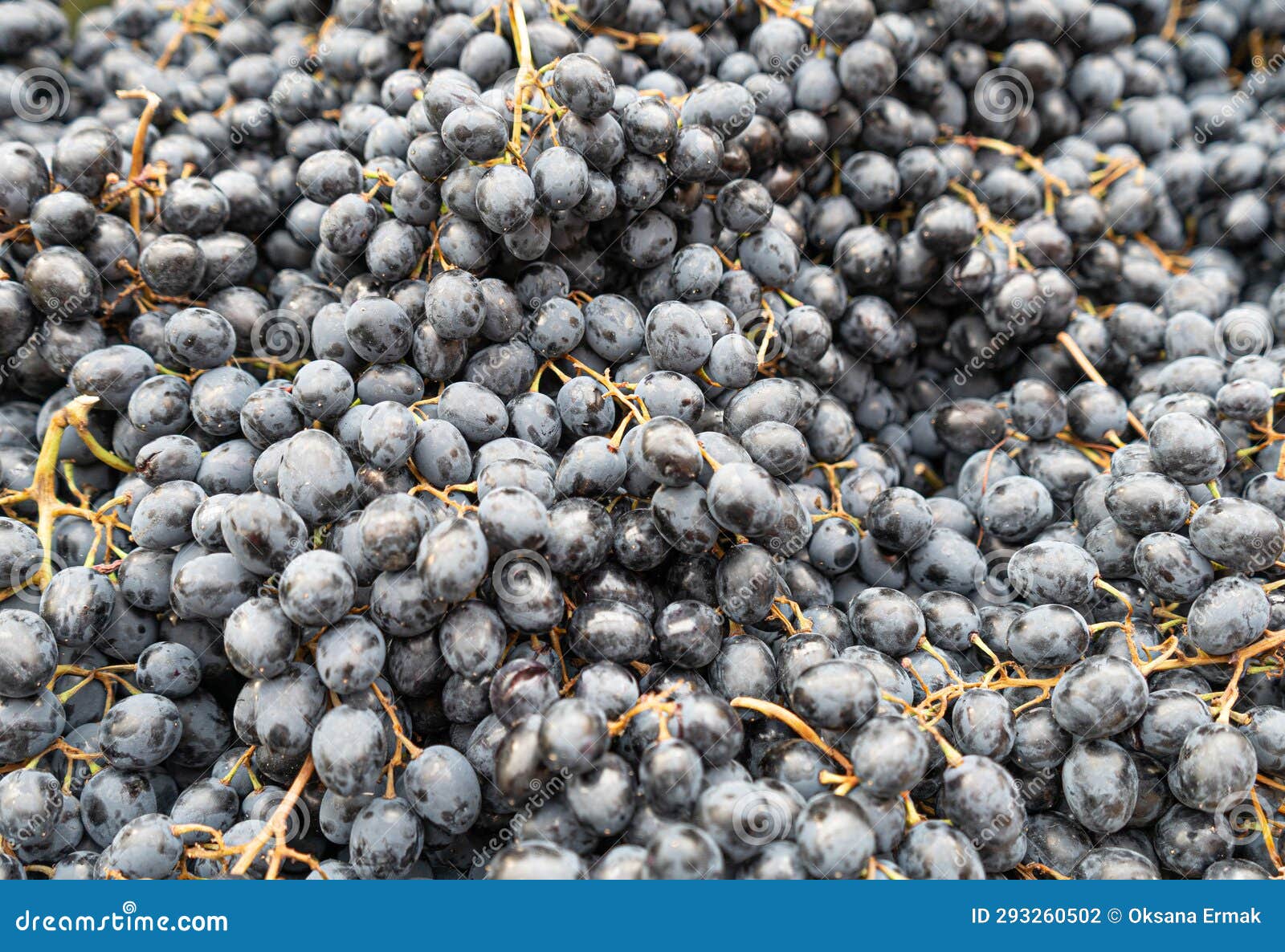 Goji Berry Tea Isolated, Lycium Barbaru Drink Stock Photo - Image of ...