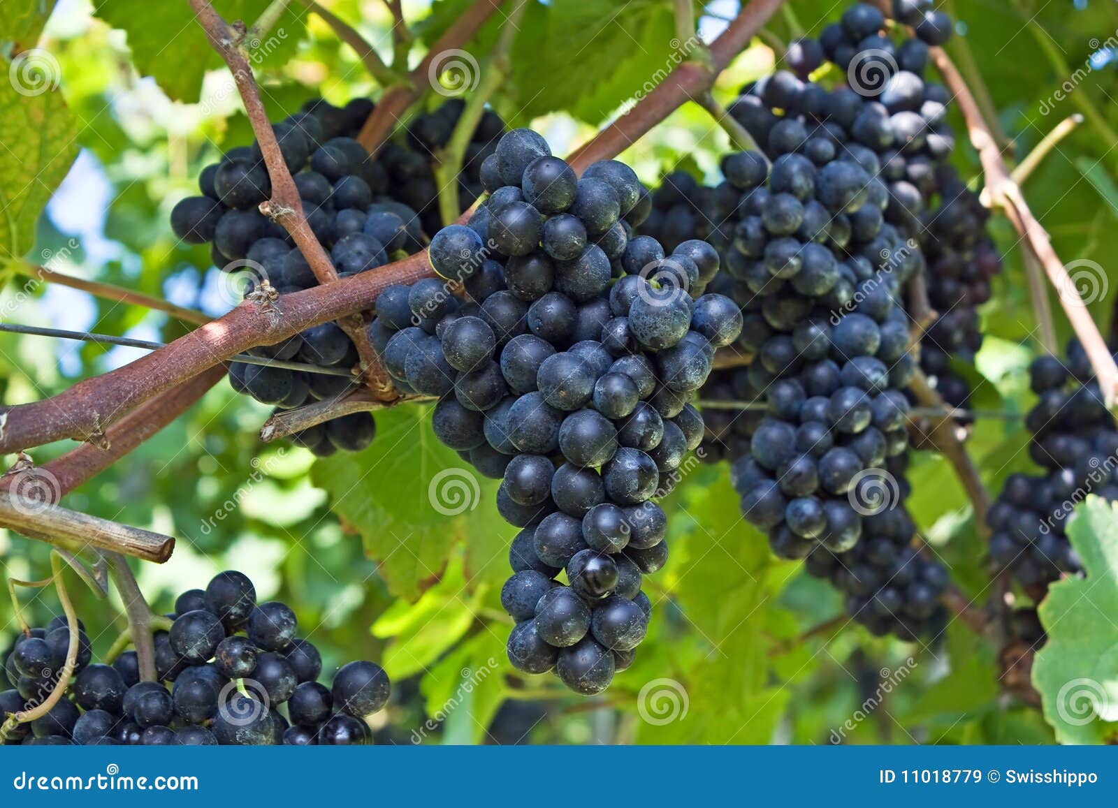 Blue grapes stock image. Image of close, crop, bunch - 11018779