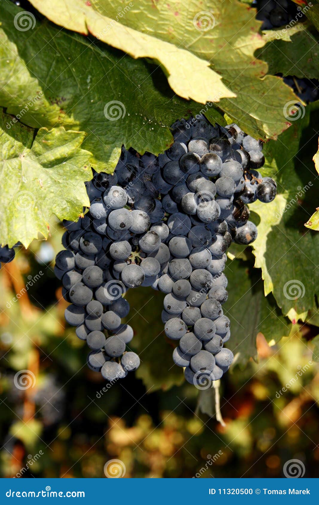 Blue grapes stock photo. Image of berry, bunch, grapevine - 11320500