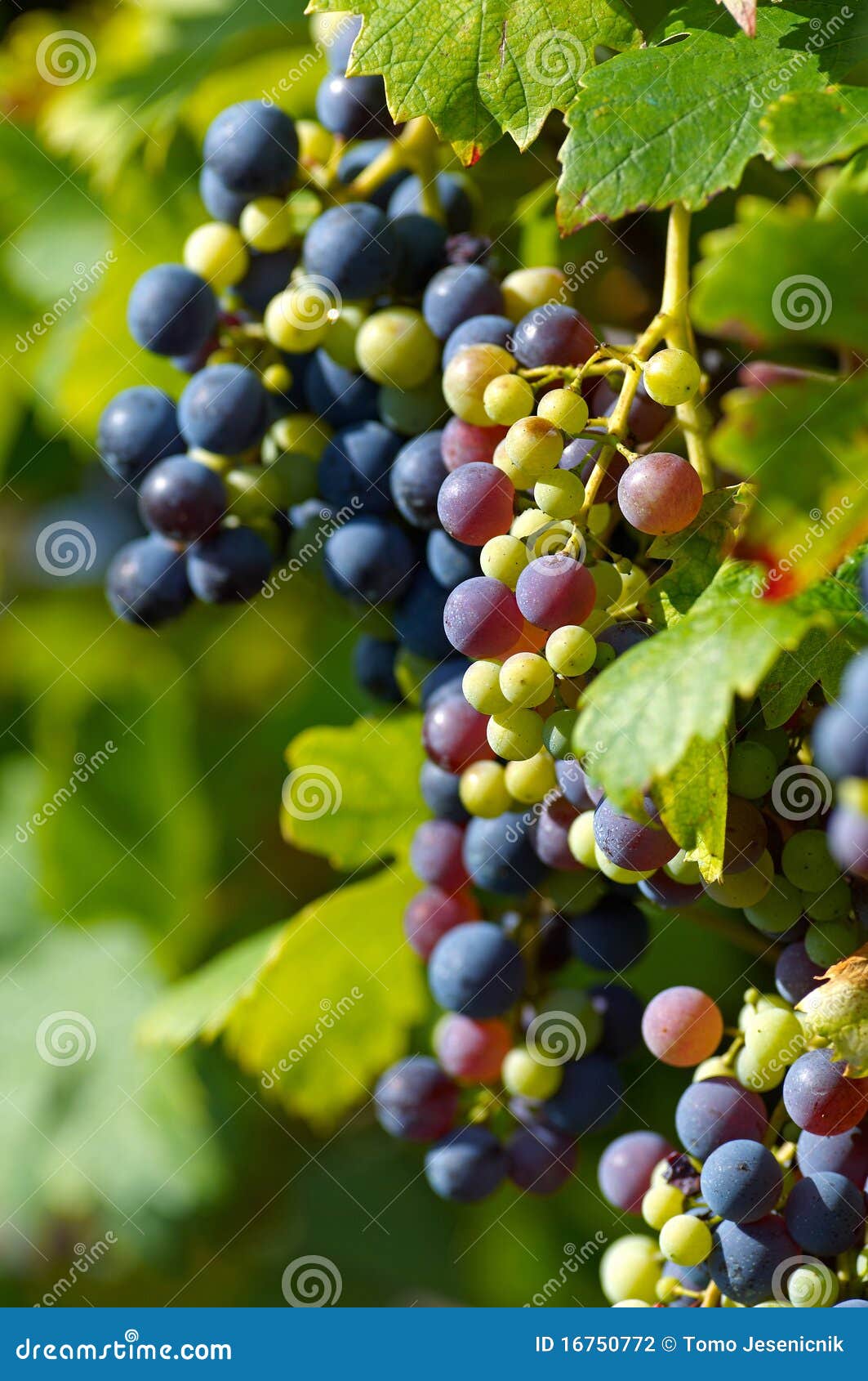 Blue grapes stock photo. Image of agriculture, autumn - 16750772