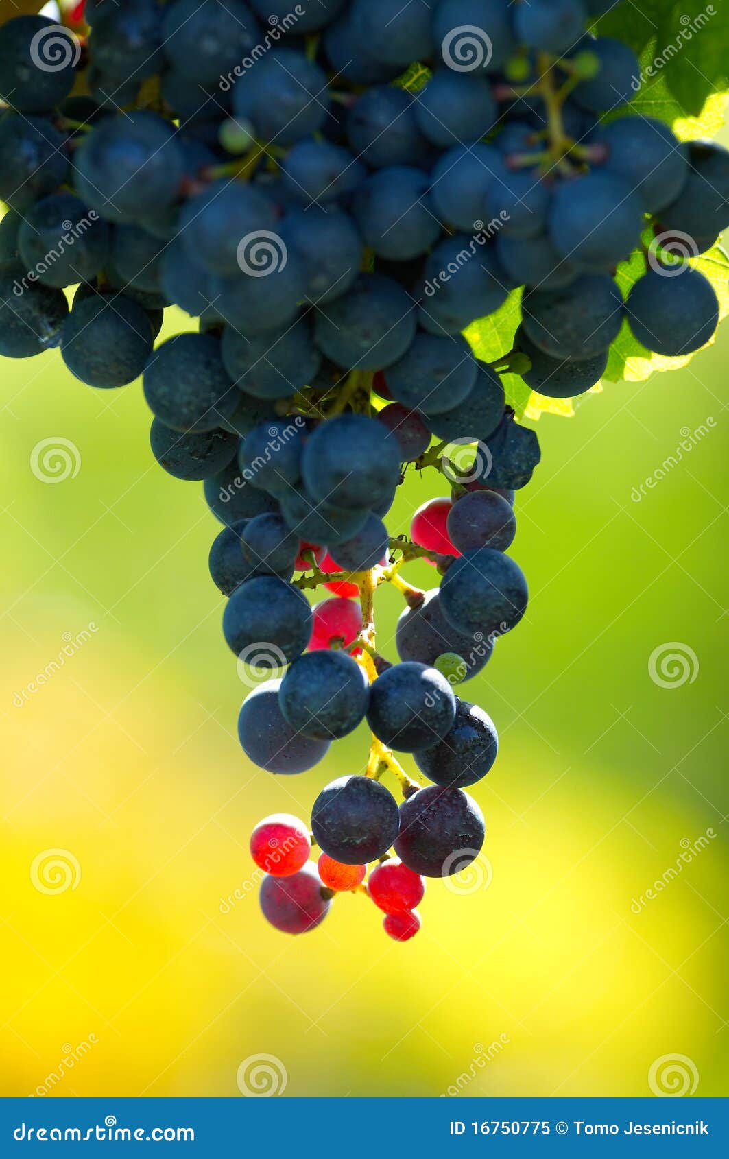 Blue grapes stock image. Image of food, berry, leaf, color - 16750775