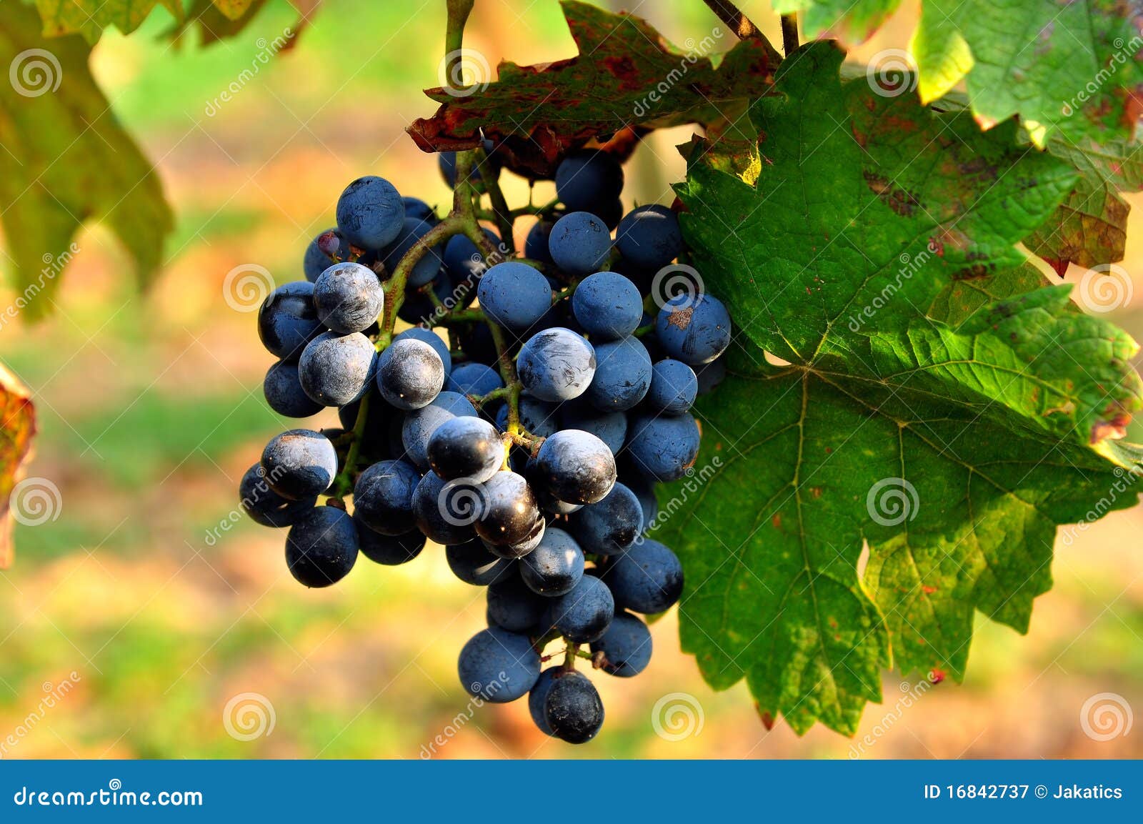 Blue grapes stock image. Image of multi, rural, autumn - 16842737